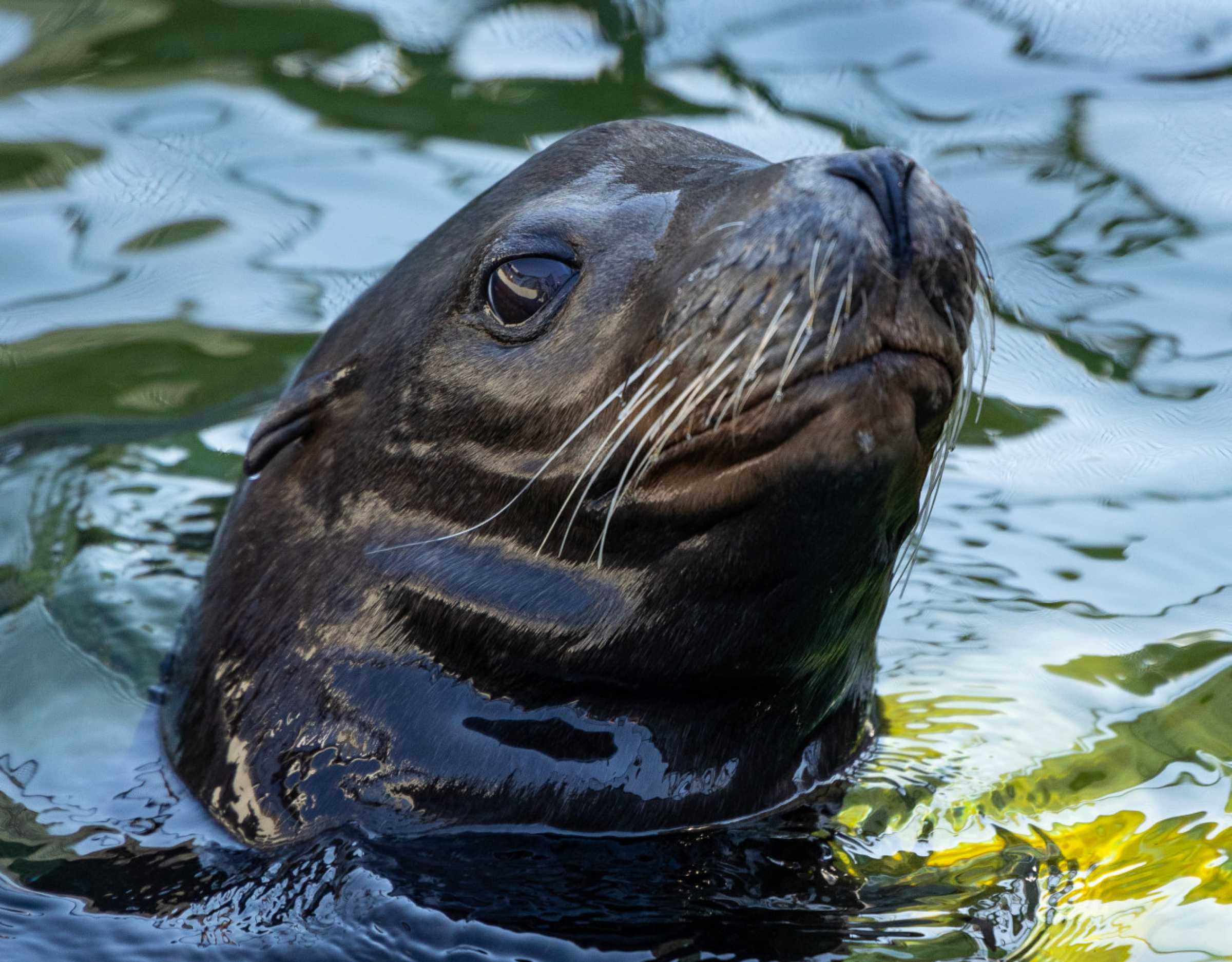 Leonitus | The Marine Mammal Center
