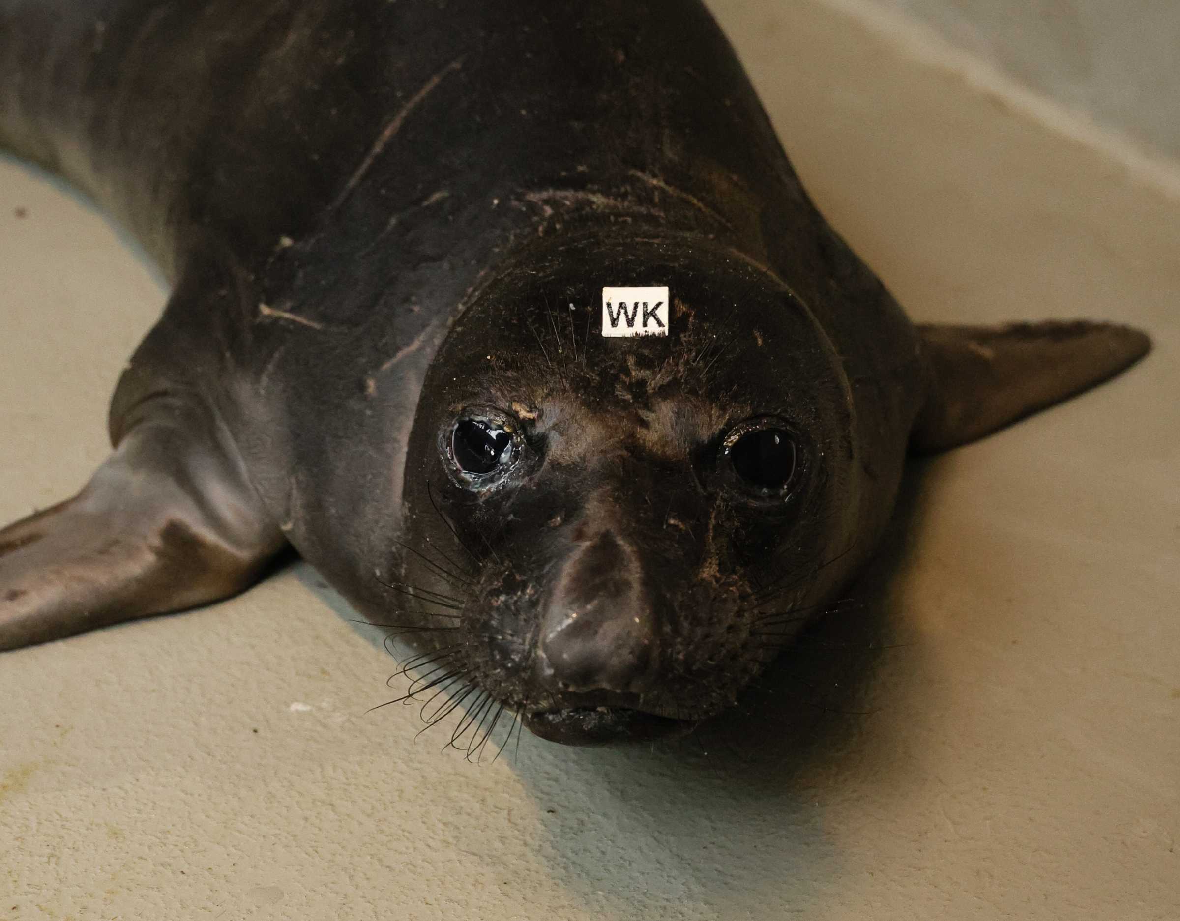 Kaladin | The Marine Mammal Center
