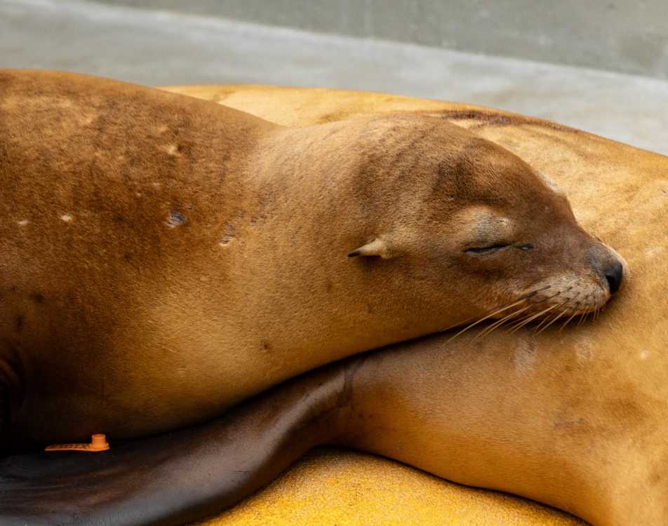 NBC Nightly News: Researchers Investigate Dozens of Sick Sea Lions ...