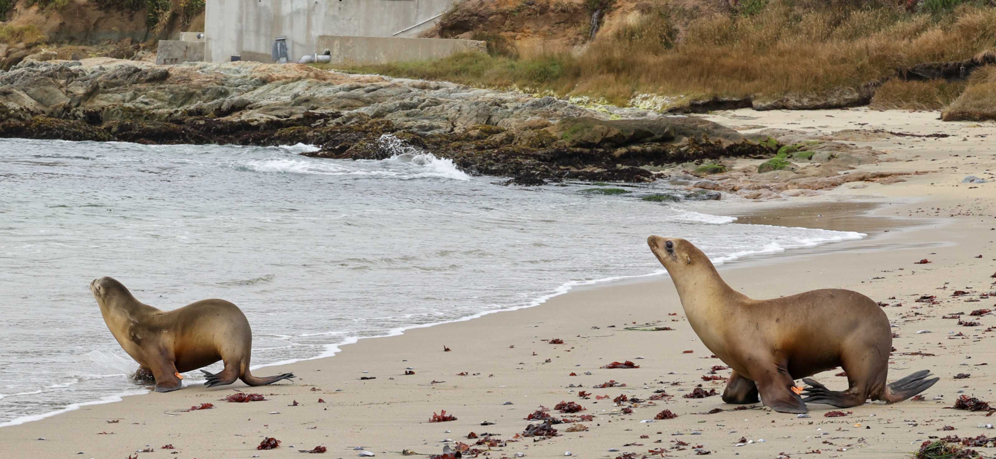 Seal vs. Sea Lion: Your Guide to Knowing the Difference | The Marine ...
