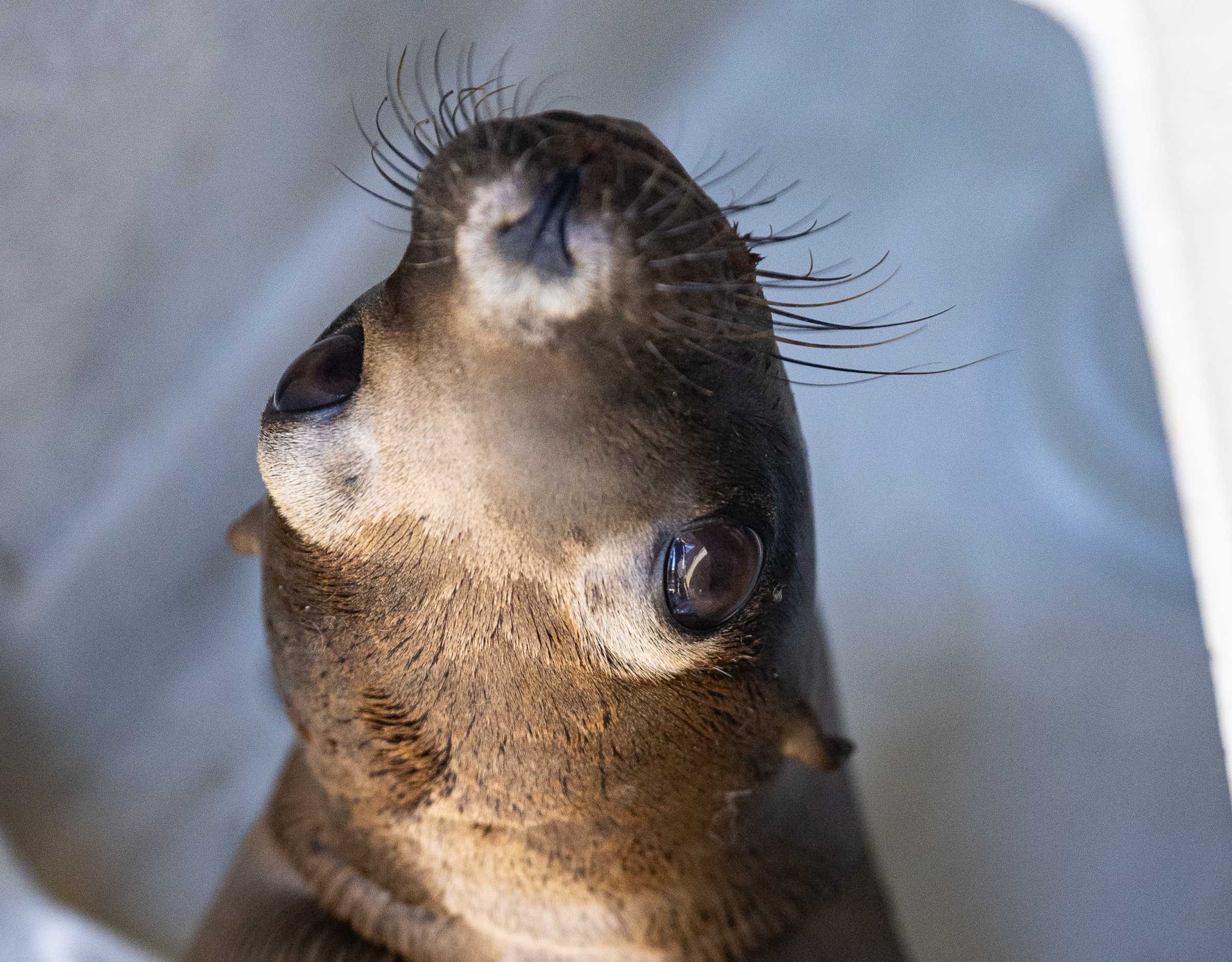 Odo | The Marine Mammal Center