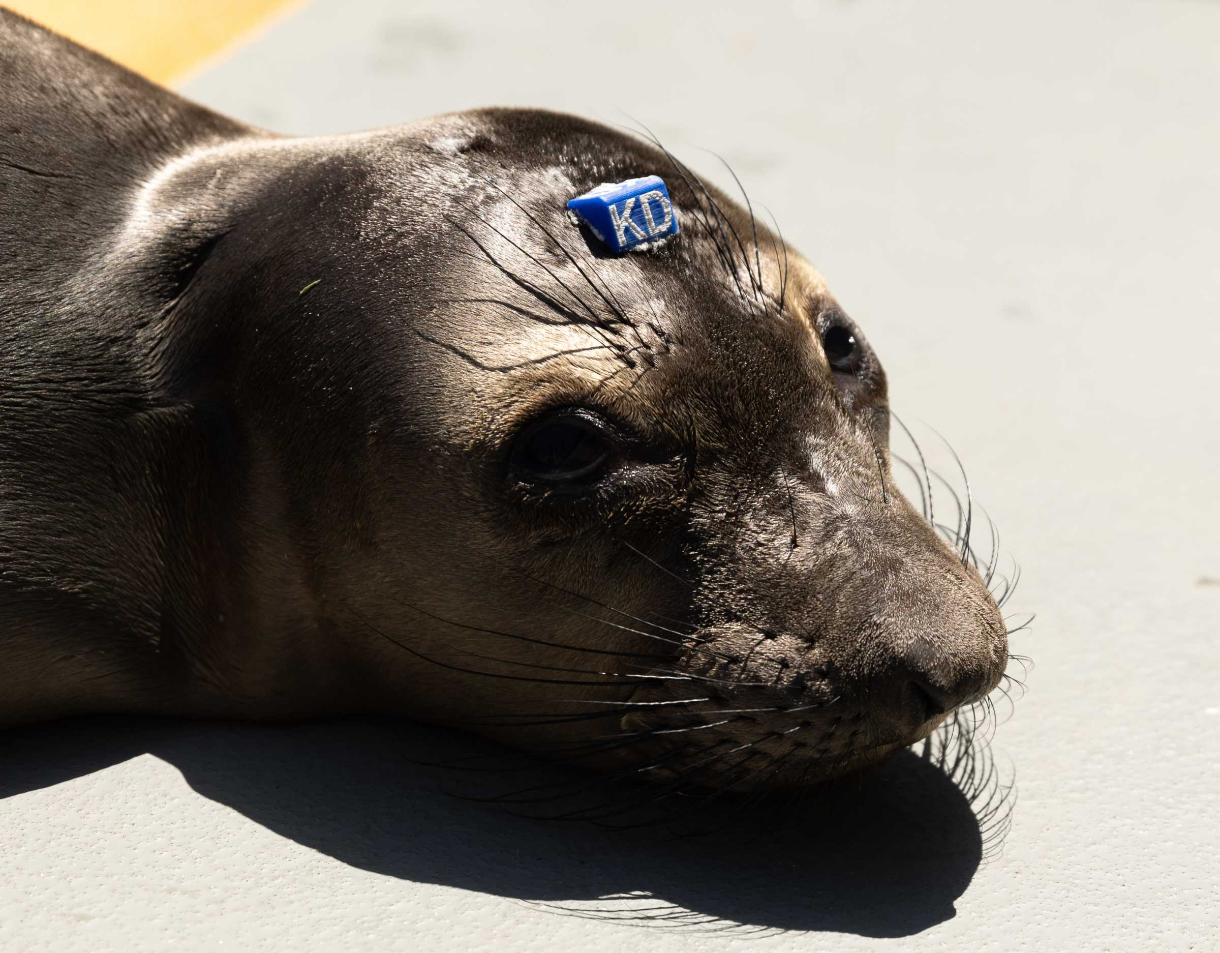 Magra (restrand) | The Marine Mammal Center