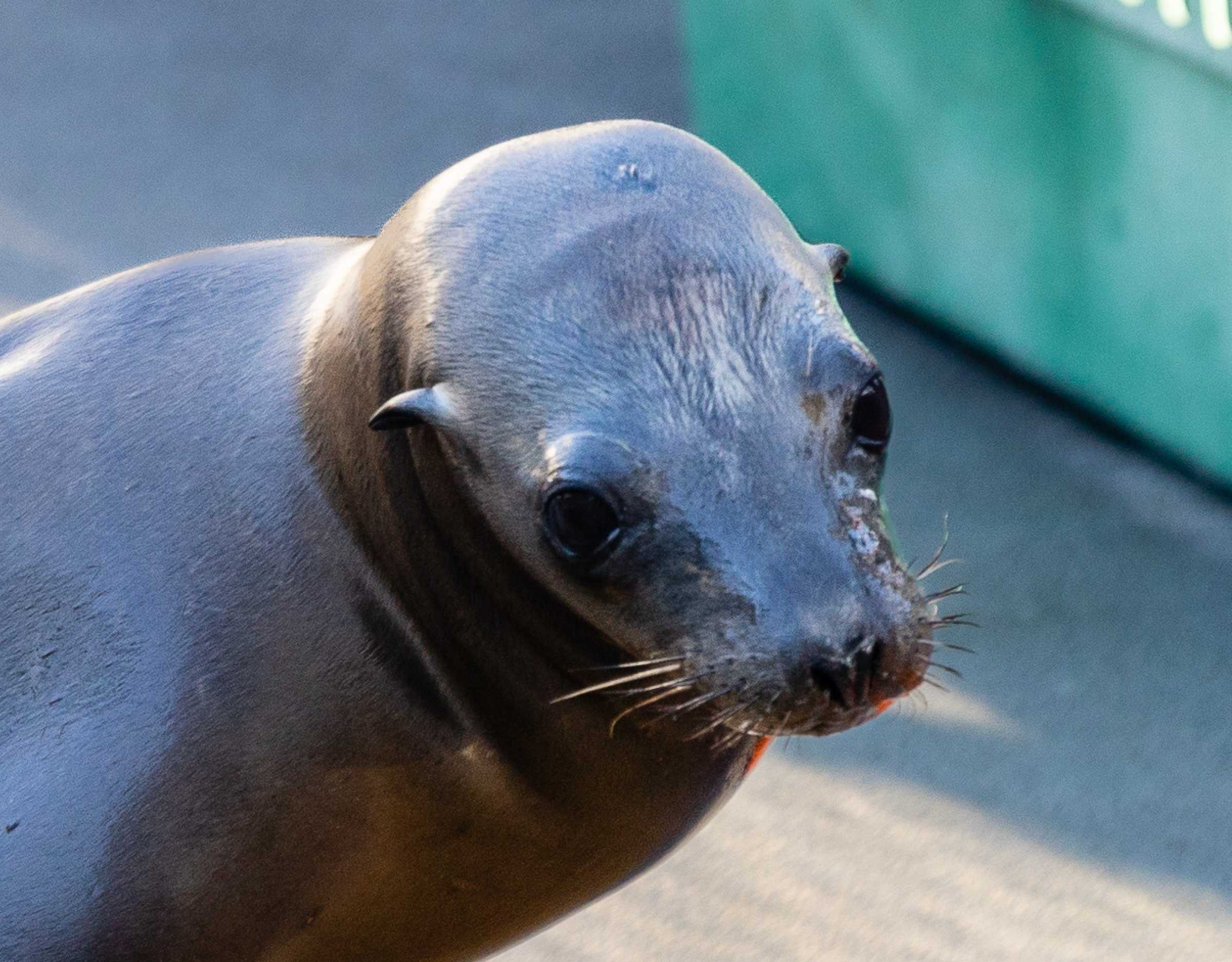 Petrichor | The Marine Mammal Center