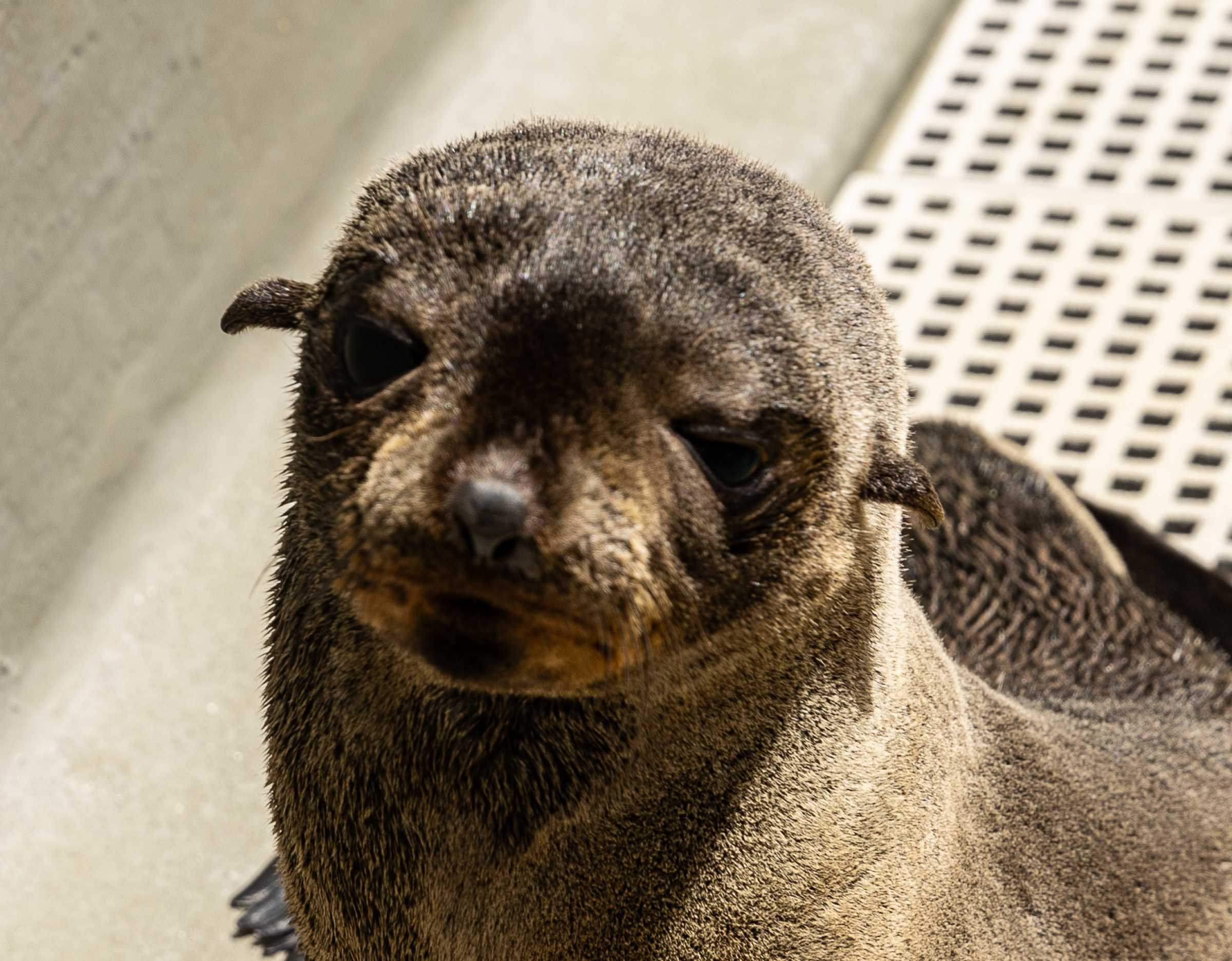 Nettle | The Marine Mammal Center