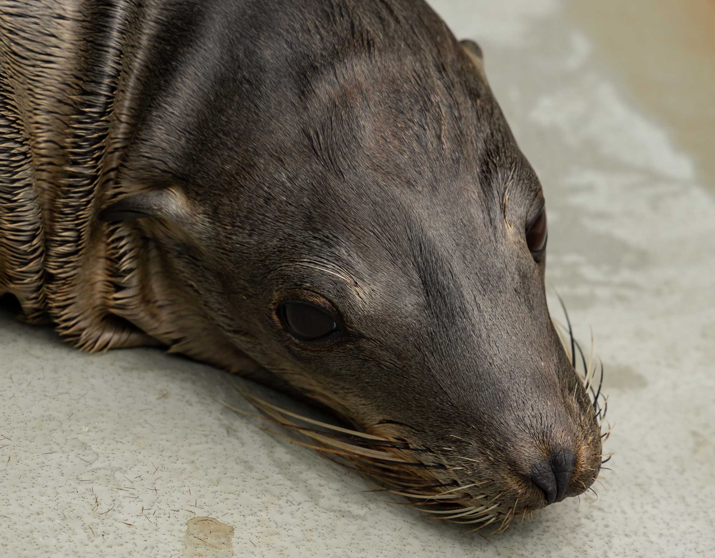 Woodchuck | The Marine Mammal Center