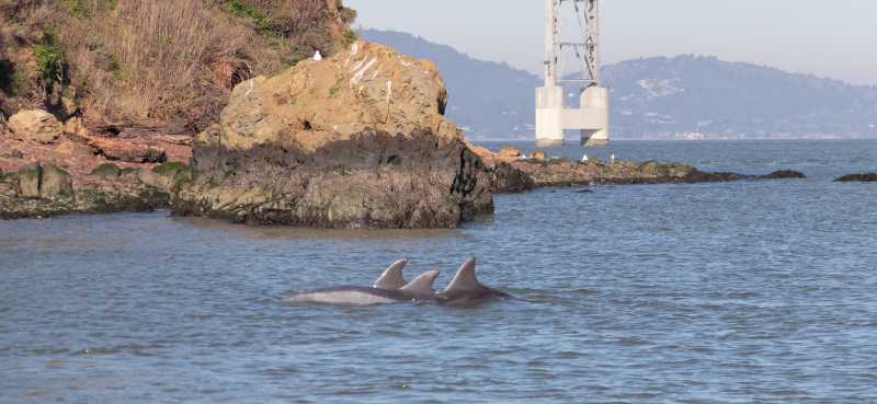 Cetaceans | The Marine Mammal Center