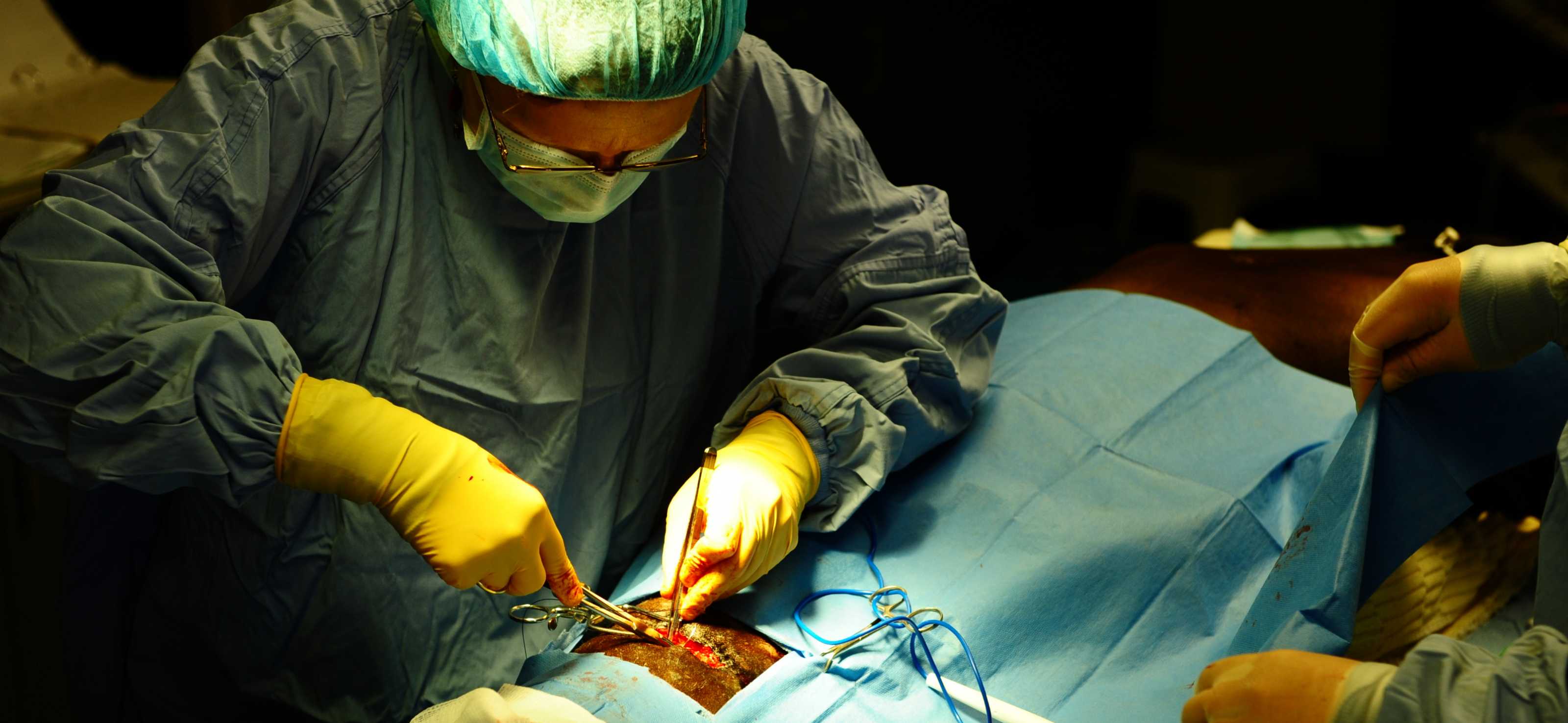 Life-Saving Surgery Frees Thin Mint from Scary Entanglement | The ...