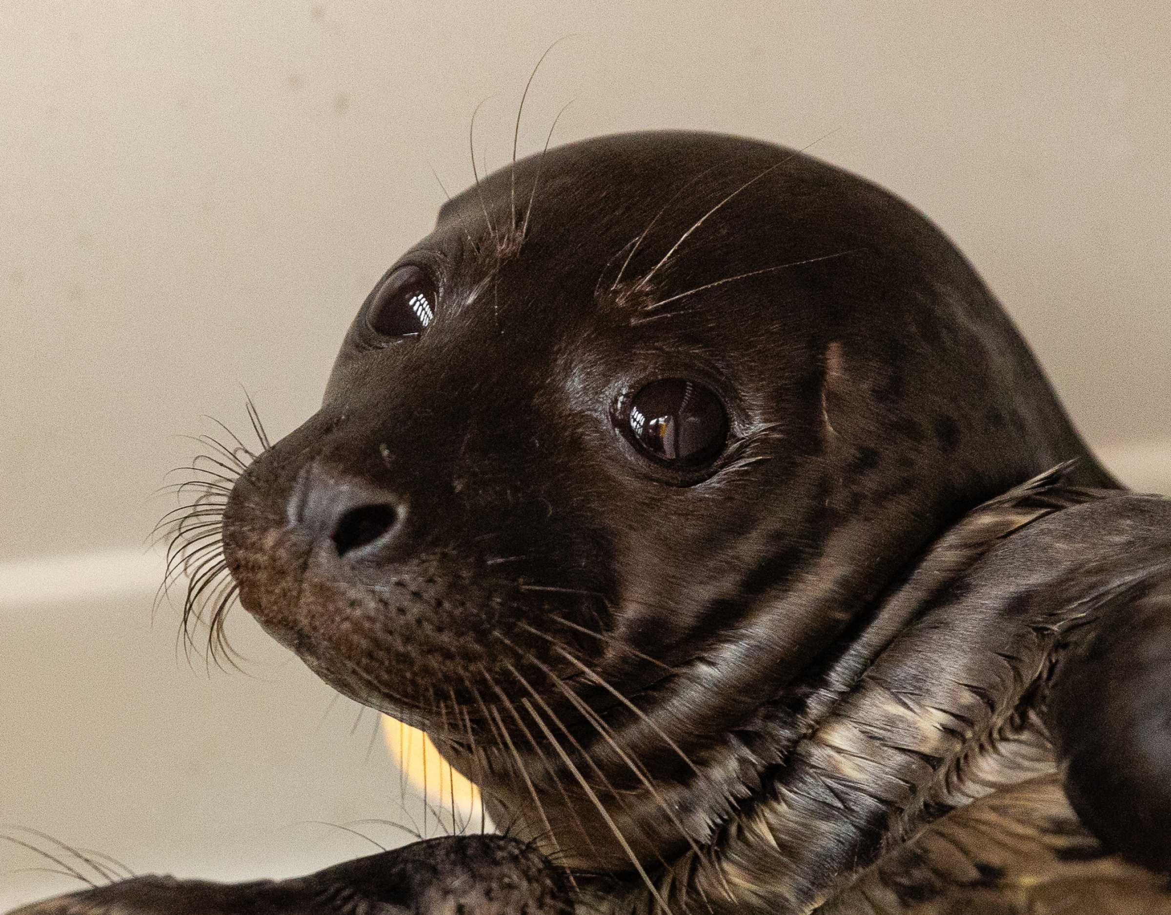 Kelpie | The Marine Mammal Center