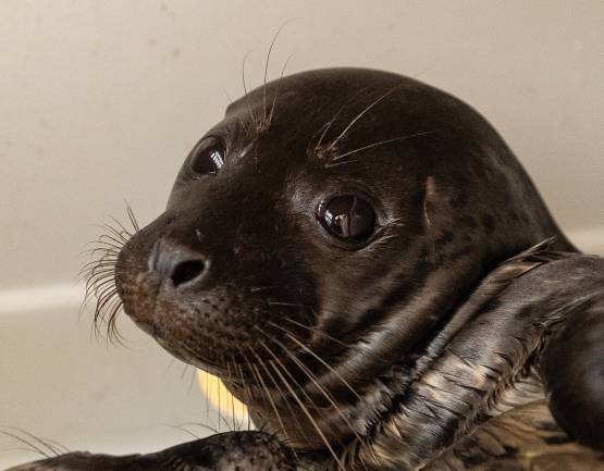 Kelpie | The Marine Mammal Center