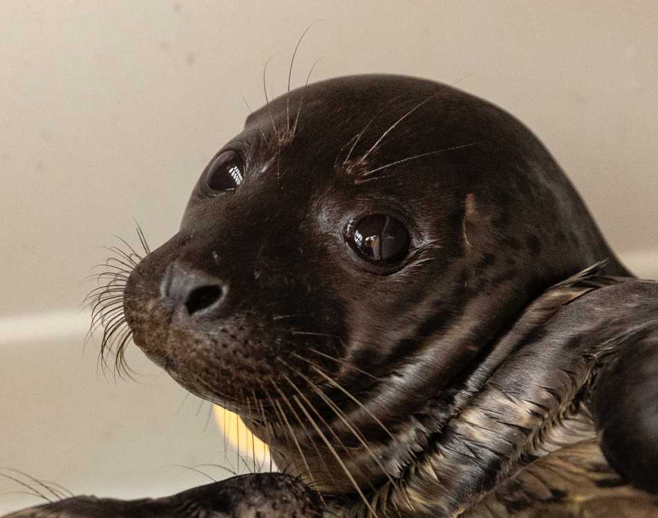 Kelpie | The Marine Mammal Center