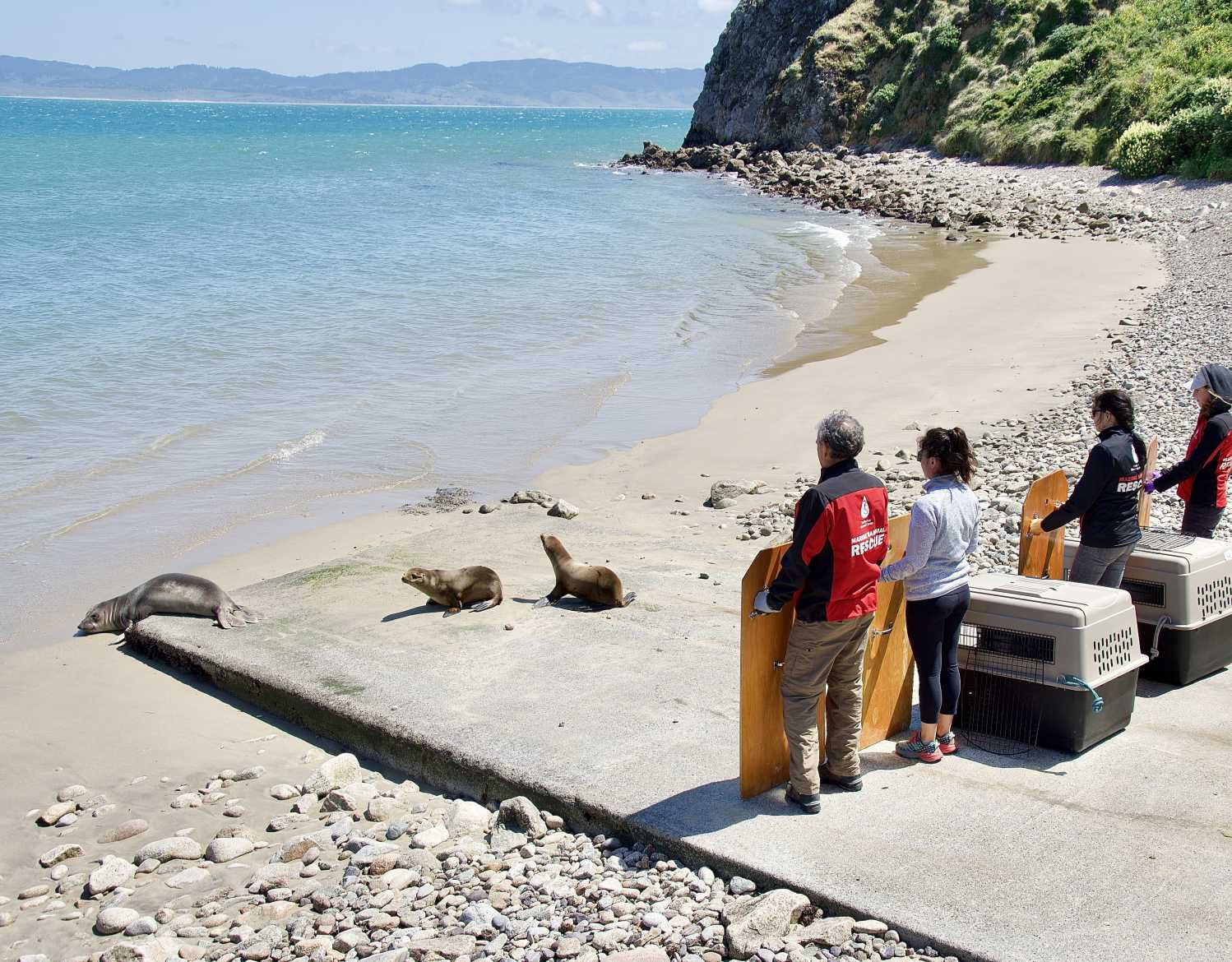 Point Reyes Livestream | The Marine Mammal Center