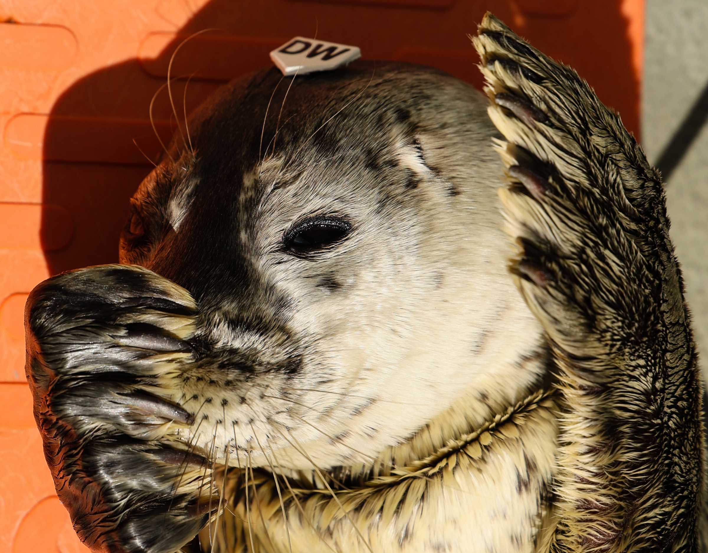 Persistence | The Marine Mammal Center