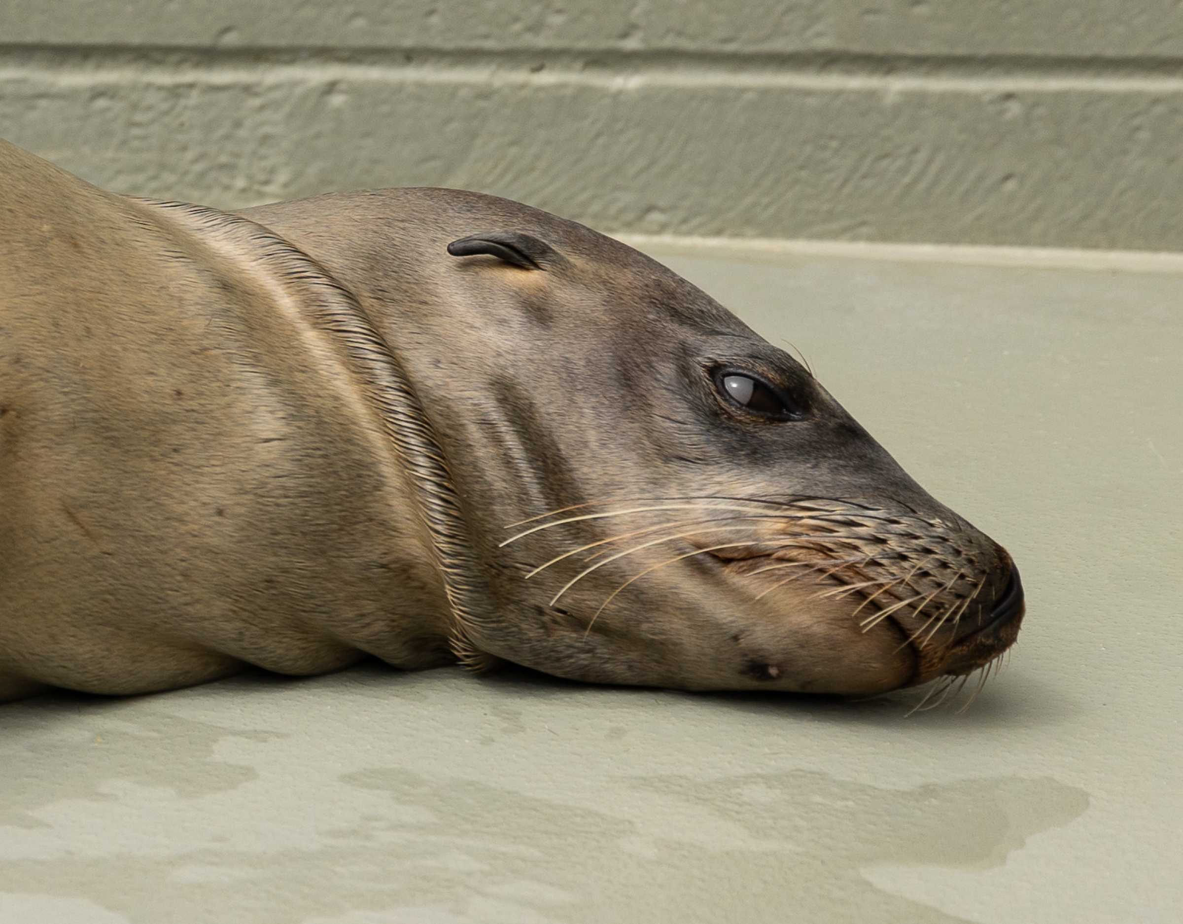 Nessie | The Marine Mammal Center