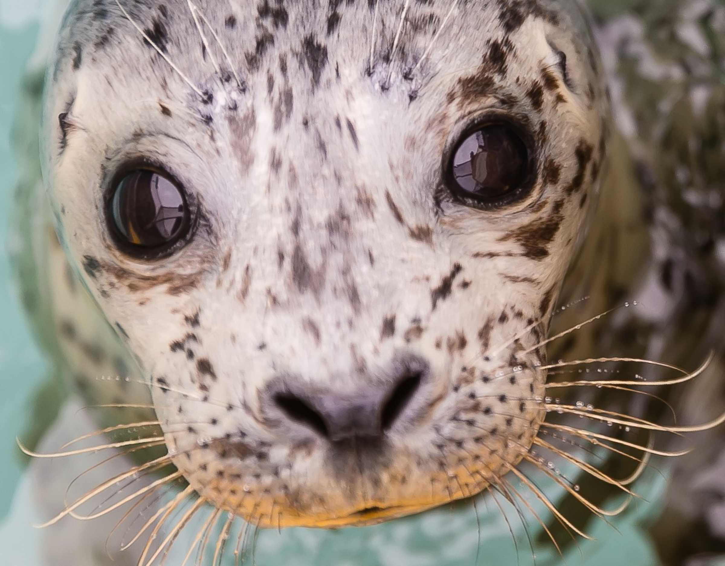 Astrid | The Marine Mammal Center