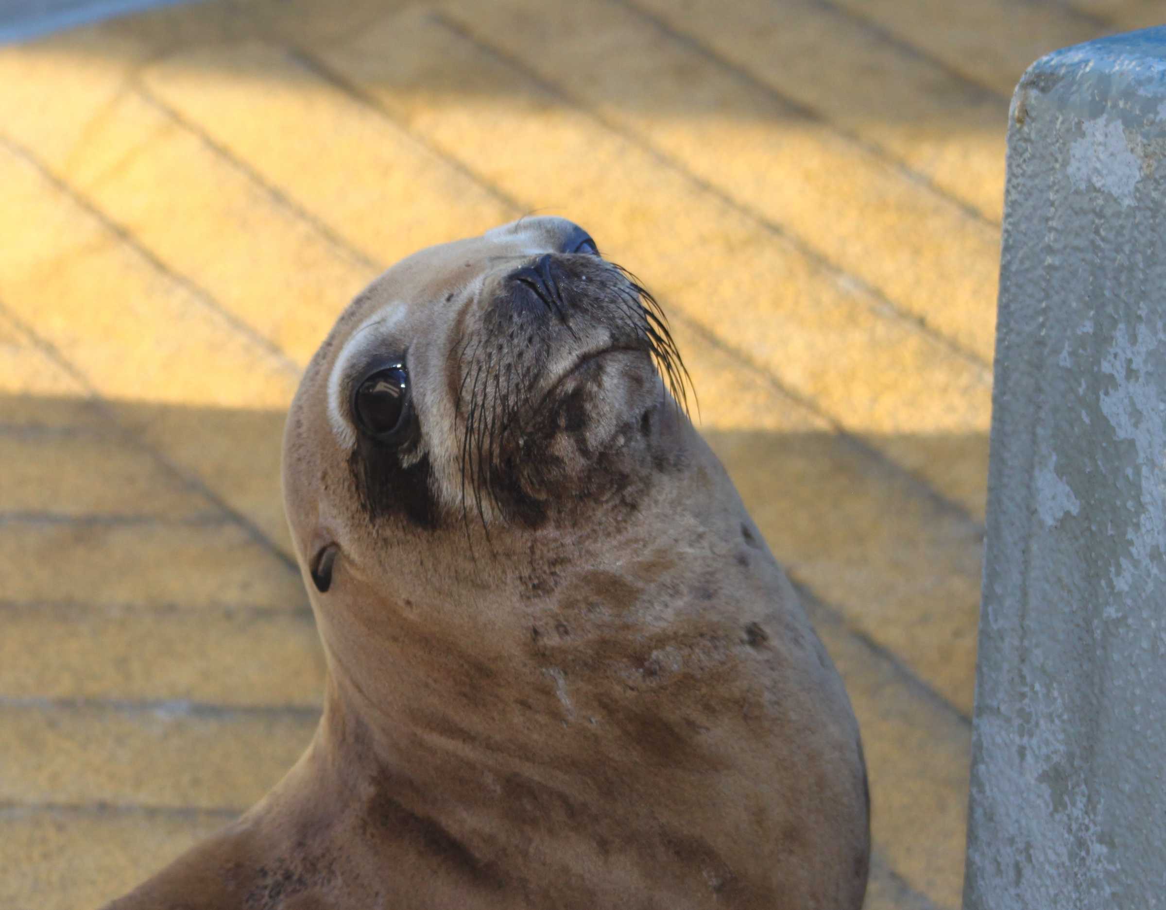The Curious Case of the Sea Lion That Couldn’t Catch His Breath | The ...