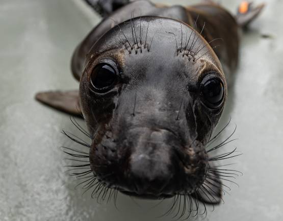 Sanders | The Marine Mammal Center