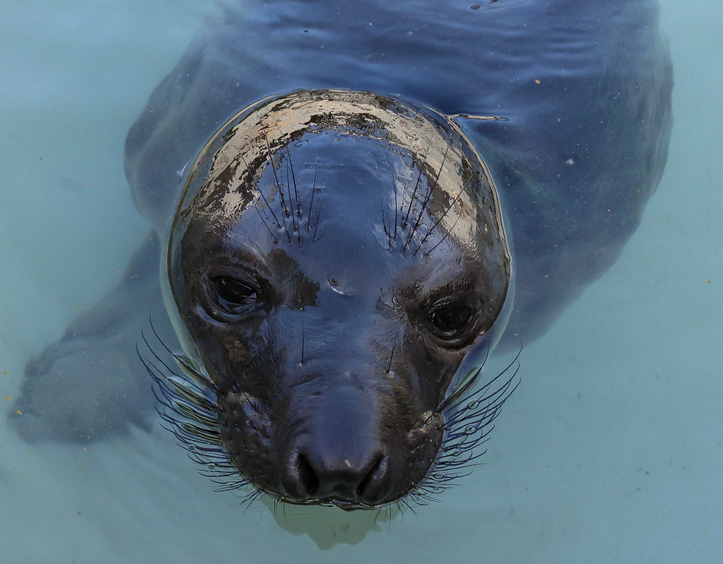 Corkscrew | The Marine Mammal Center