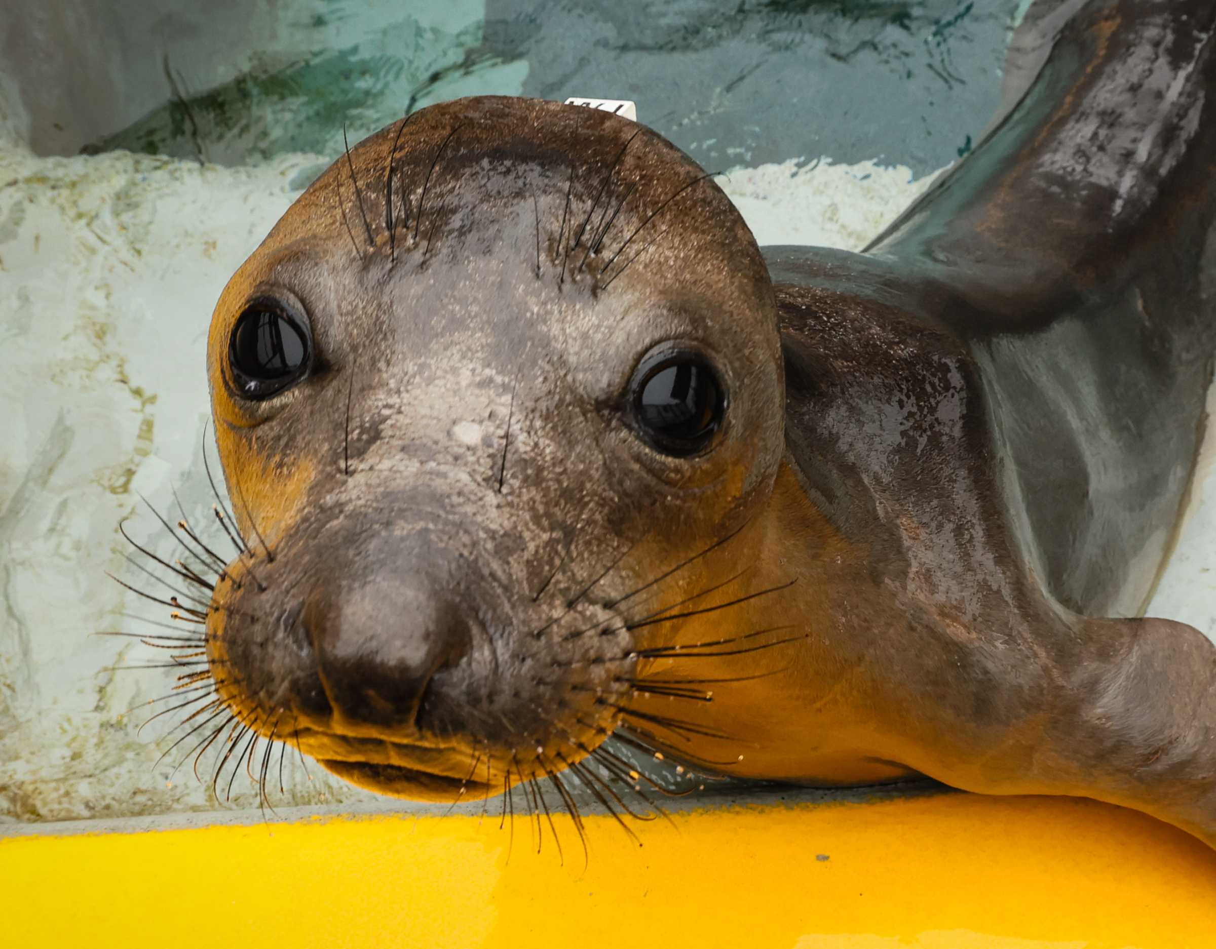 Chanelle | The Marine Mammal Center