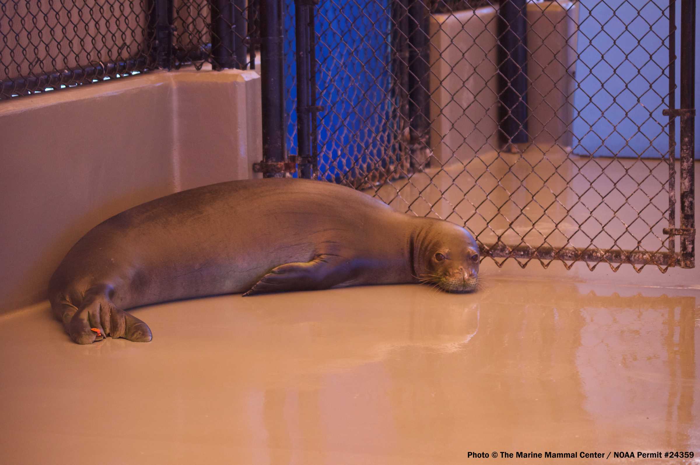 Endangered Hawaiian Monk Seal RH38 Receiving Life-Saving Care at The ...