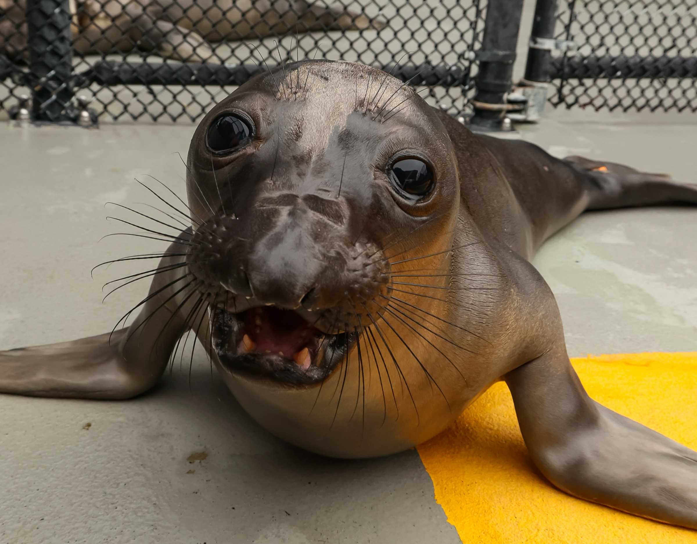 Snork | The Marine Mammal Center