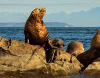 Pinnipeds | The Marine Mammal Center