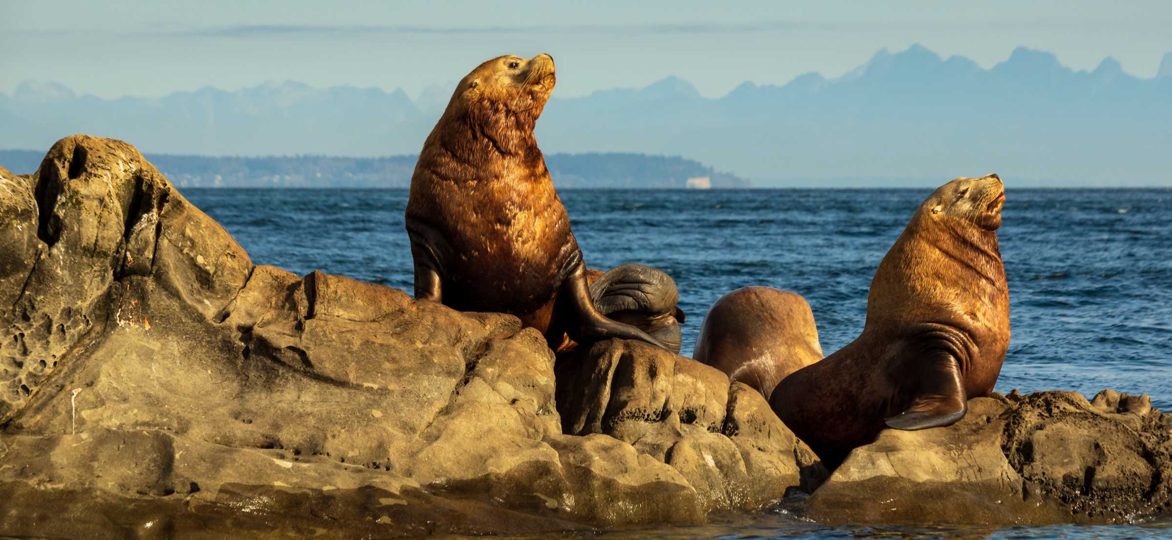 Steller Sea Lion | The Marine Mammal Center