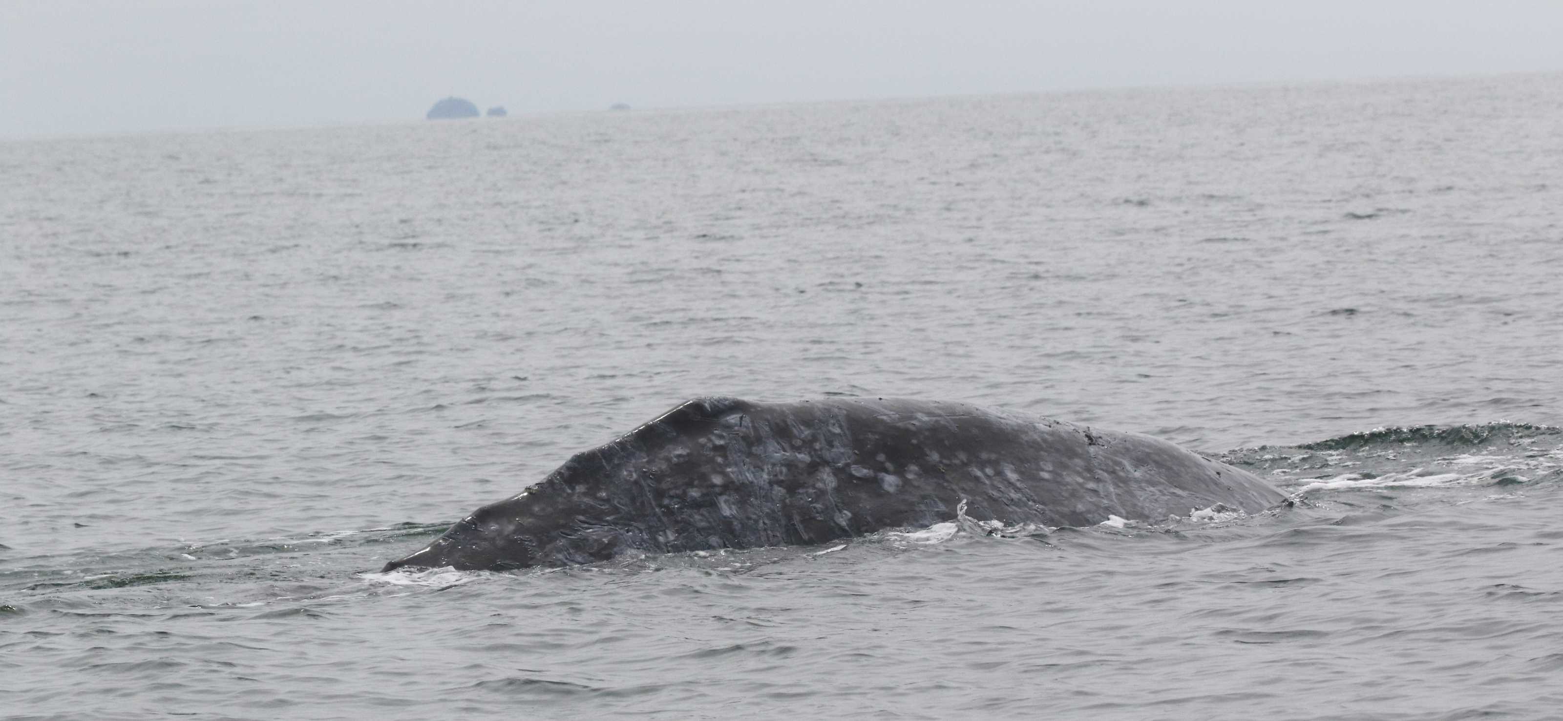 Your Visual Guide to Whale Breaching, Lunge Feeding and Other Behaviors ...