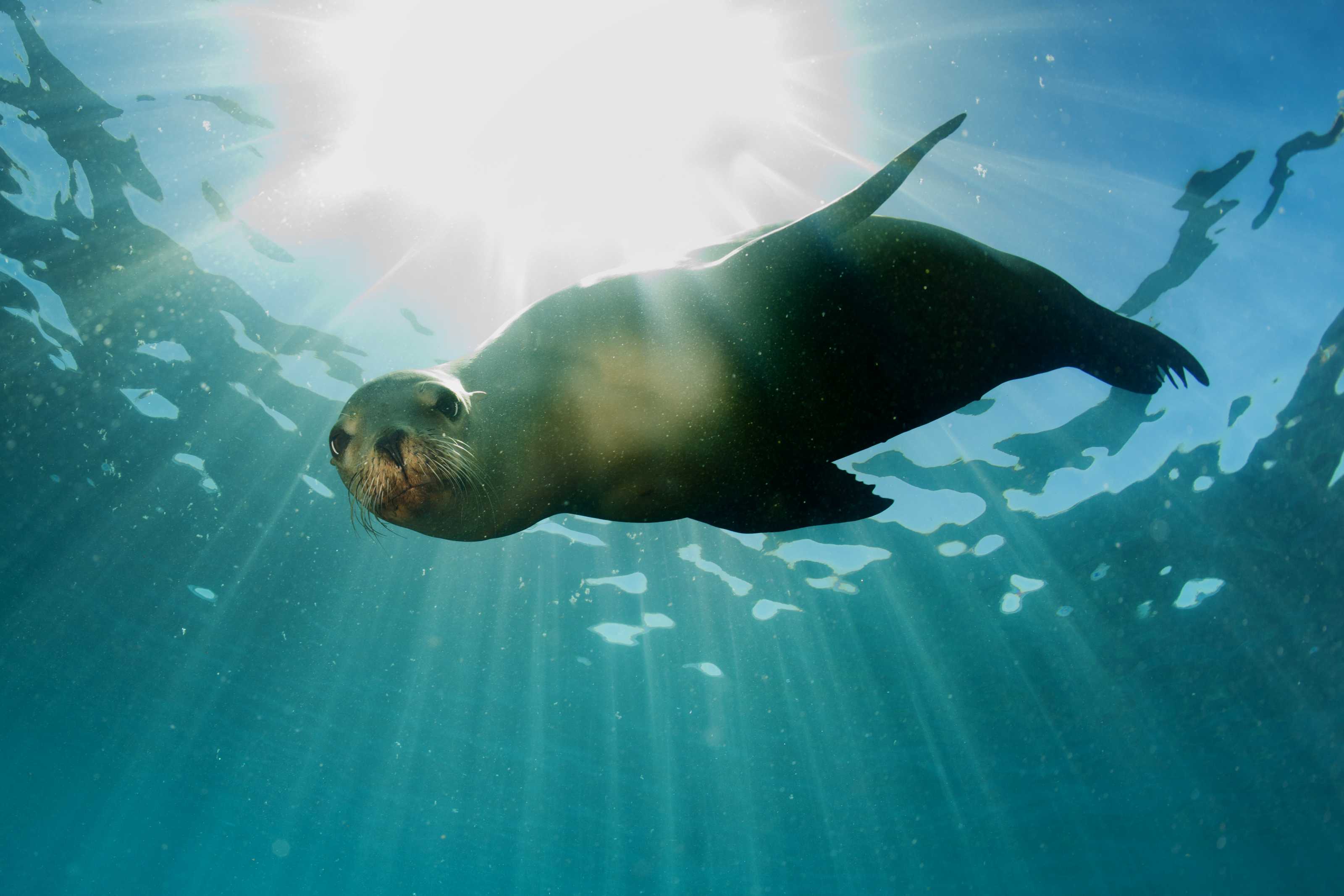 California Sea Lion | The Marine Mammal Center