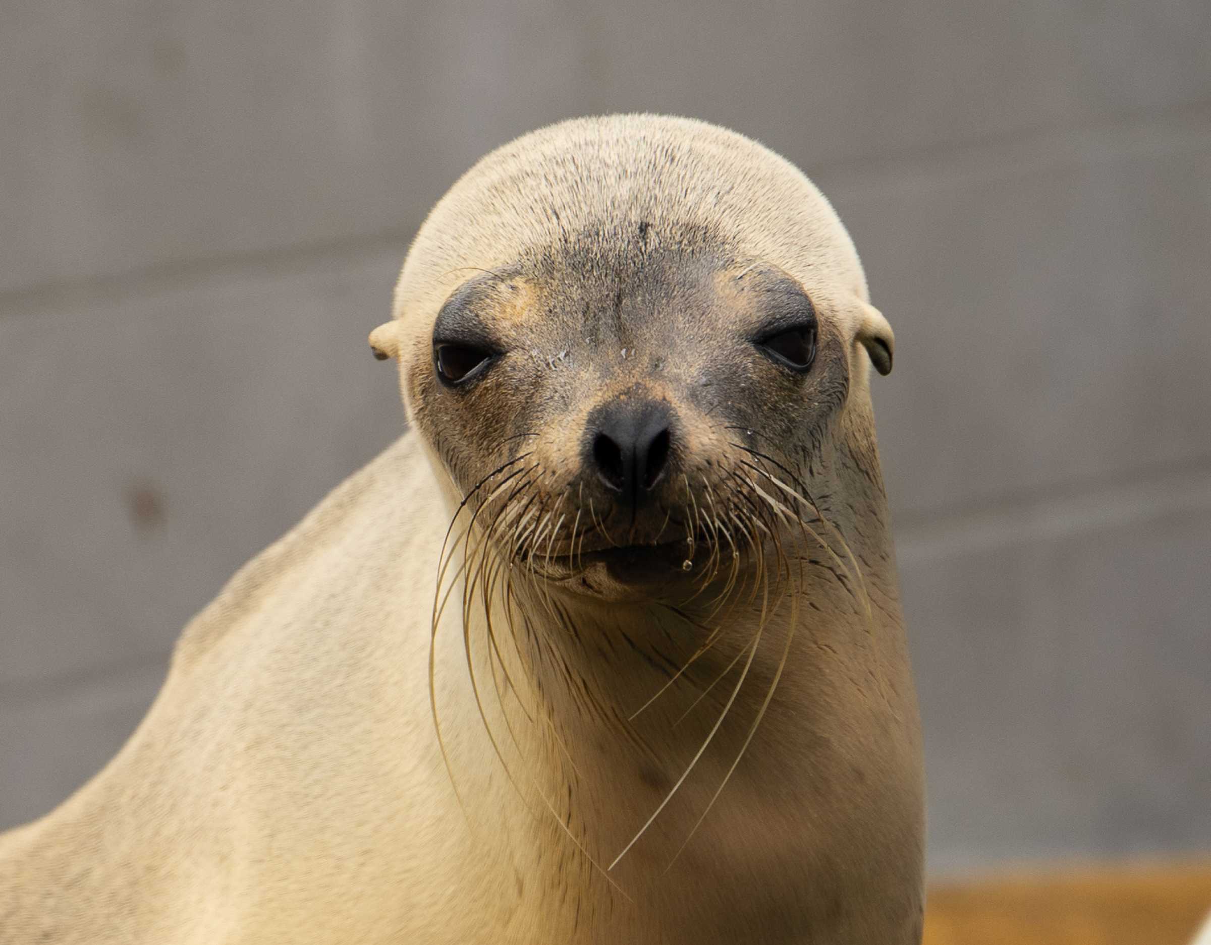 Erickson | The Marine Mammal Center