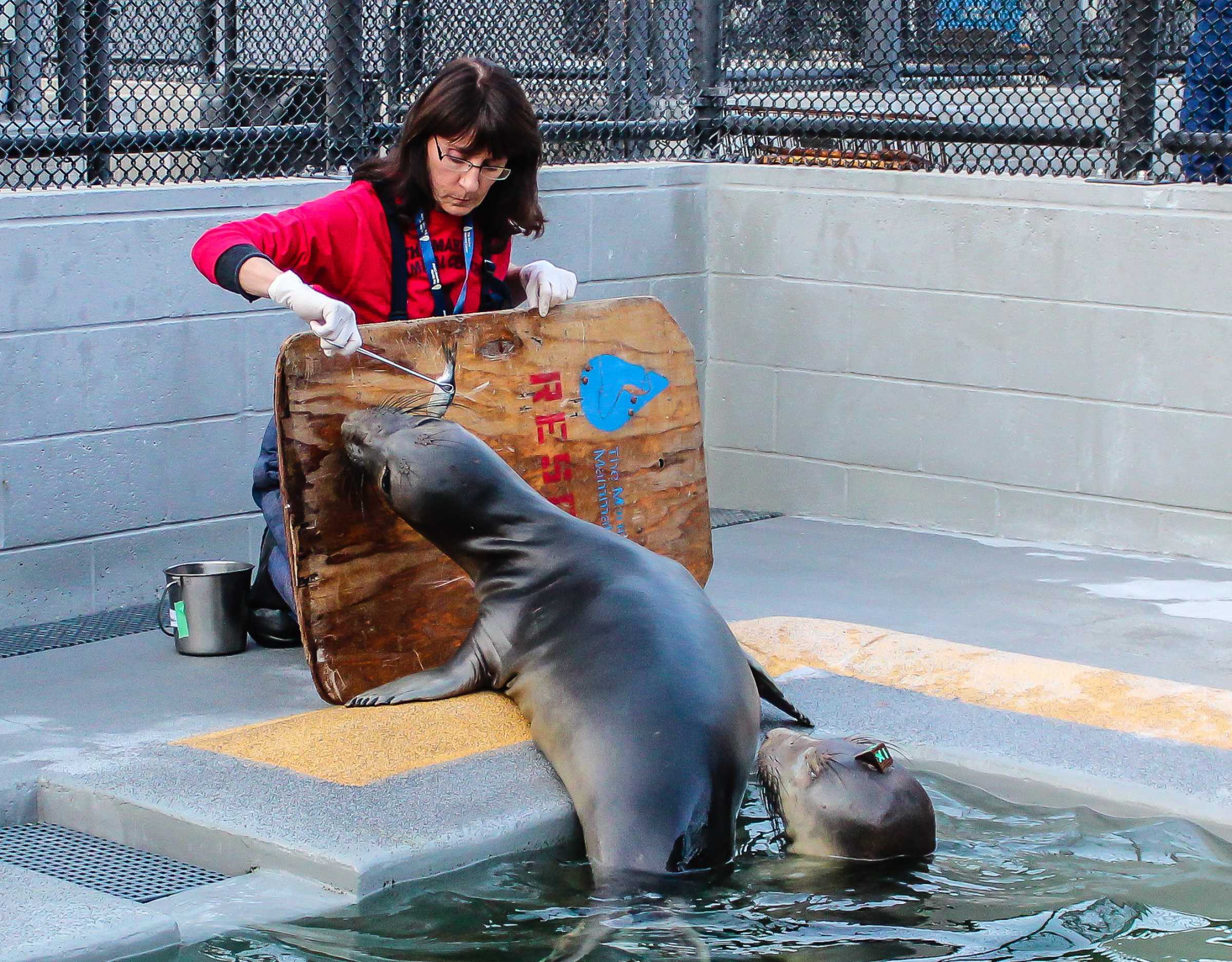 ABC7: Inside Bay Area's Marine Mammal Center | The Marine Mammal Center