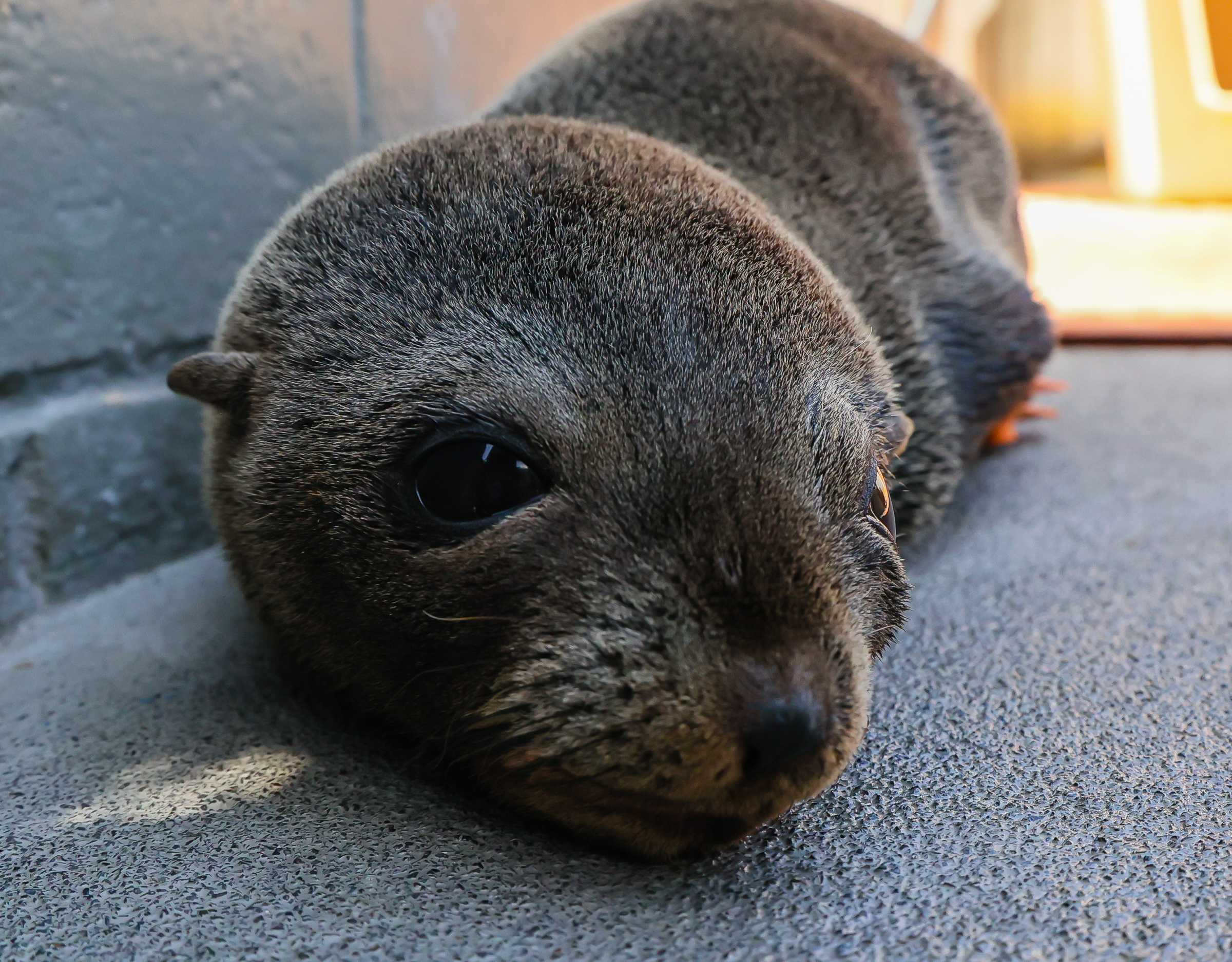 Sanderella | The Marine Mammal Center