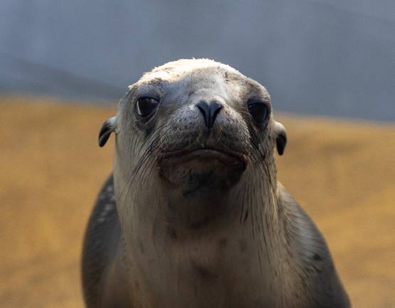 Salmon | The Marine Mammal Center