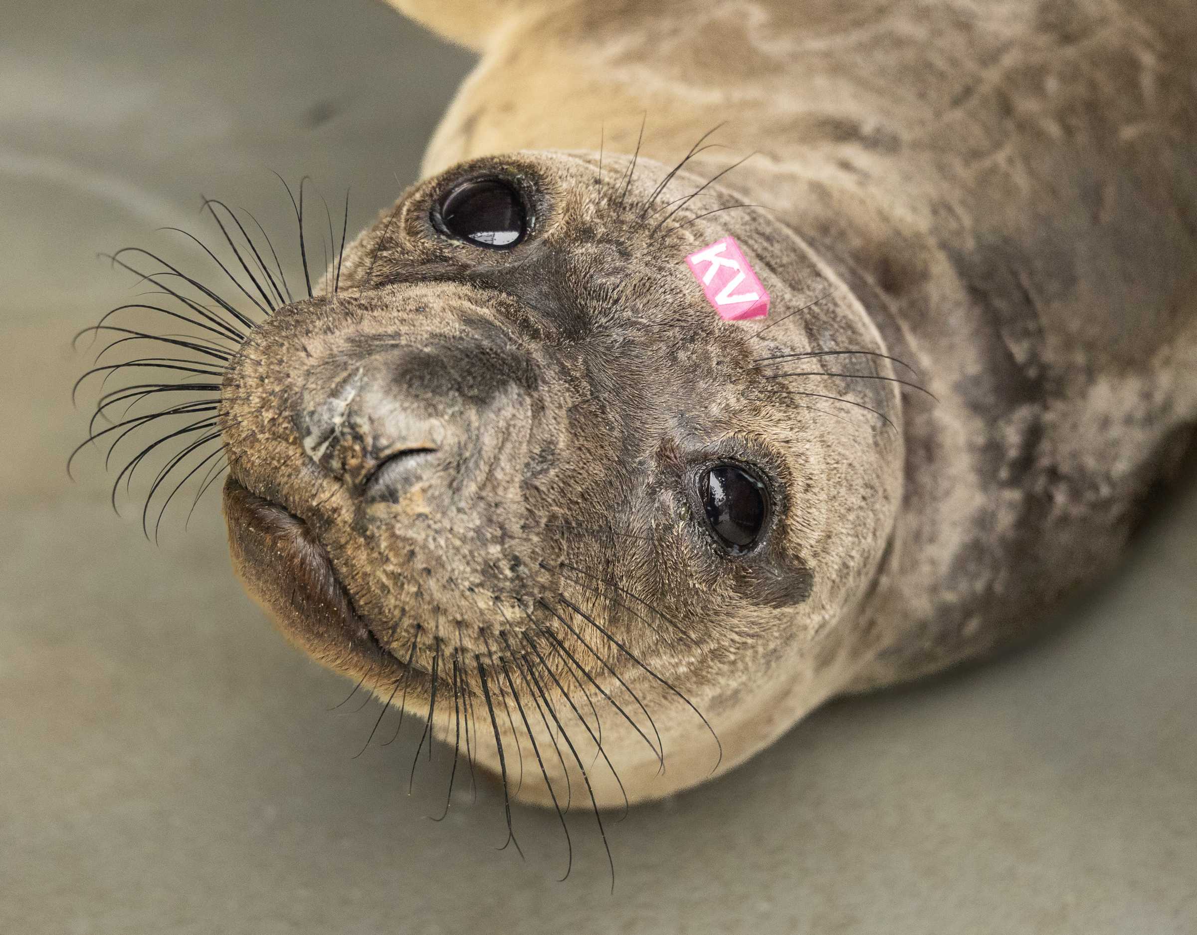 Wonka | The Marine Mammal Center