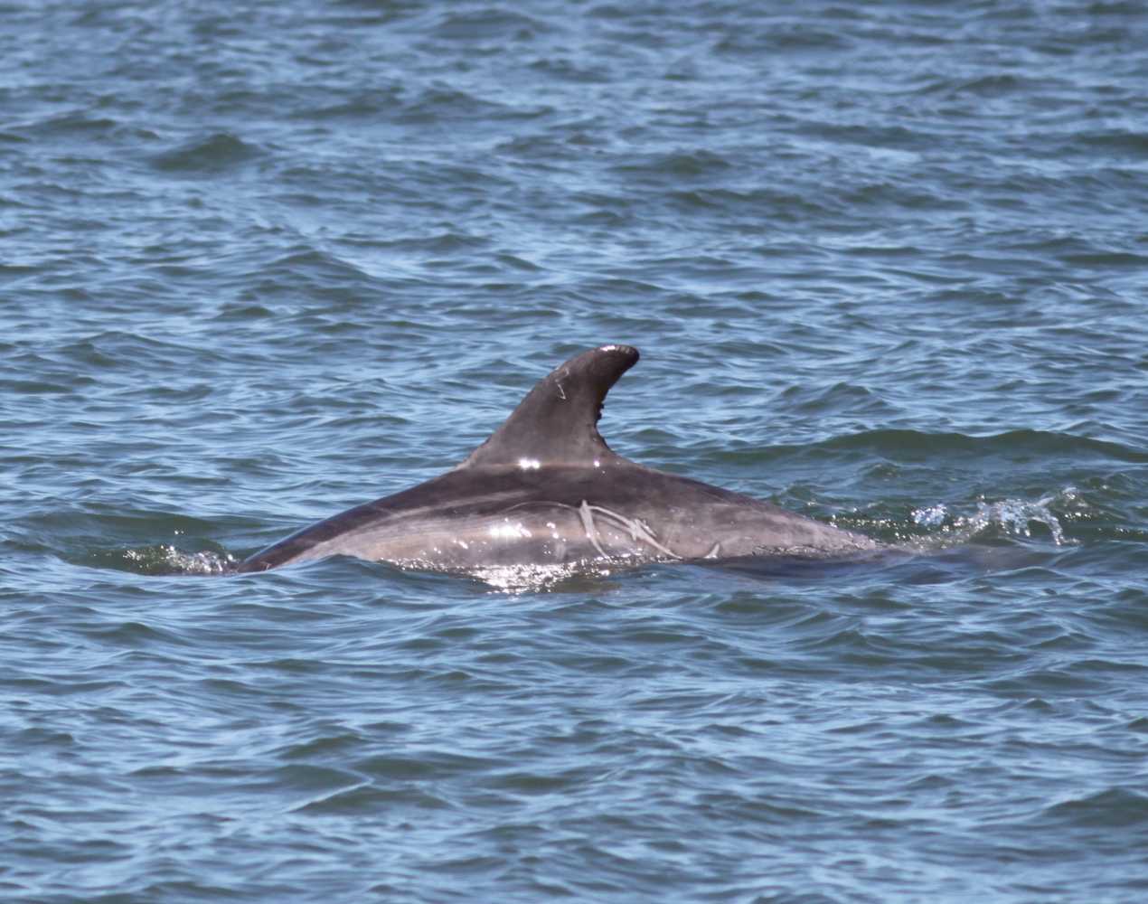 Northern Range Expansion of California Coastal Bottlenose Dolphins ...