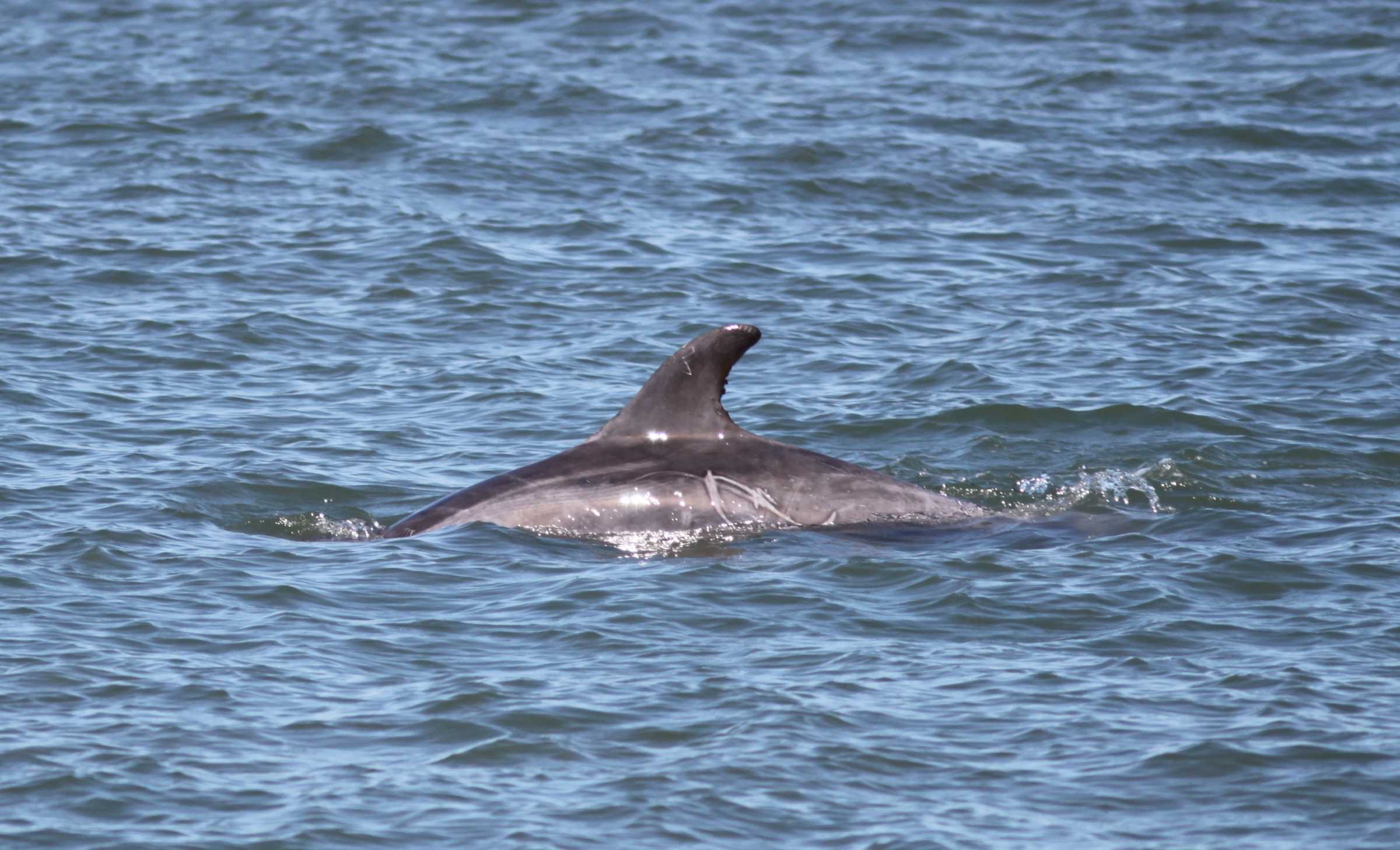 Northern Range Expansion of California Coastal Bottlenose Dolphins ...