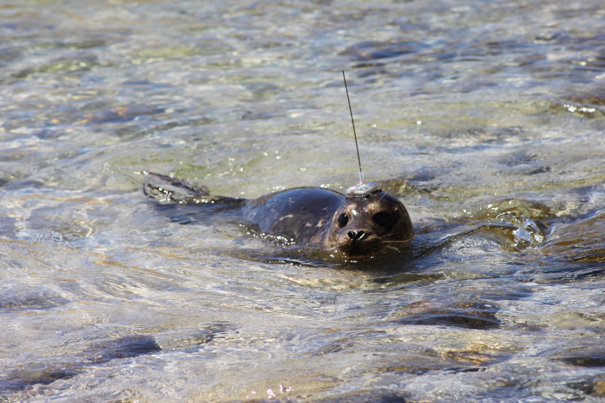 Recommendations for the Use of Tracking Devices on Seals and Sea Lions ...