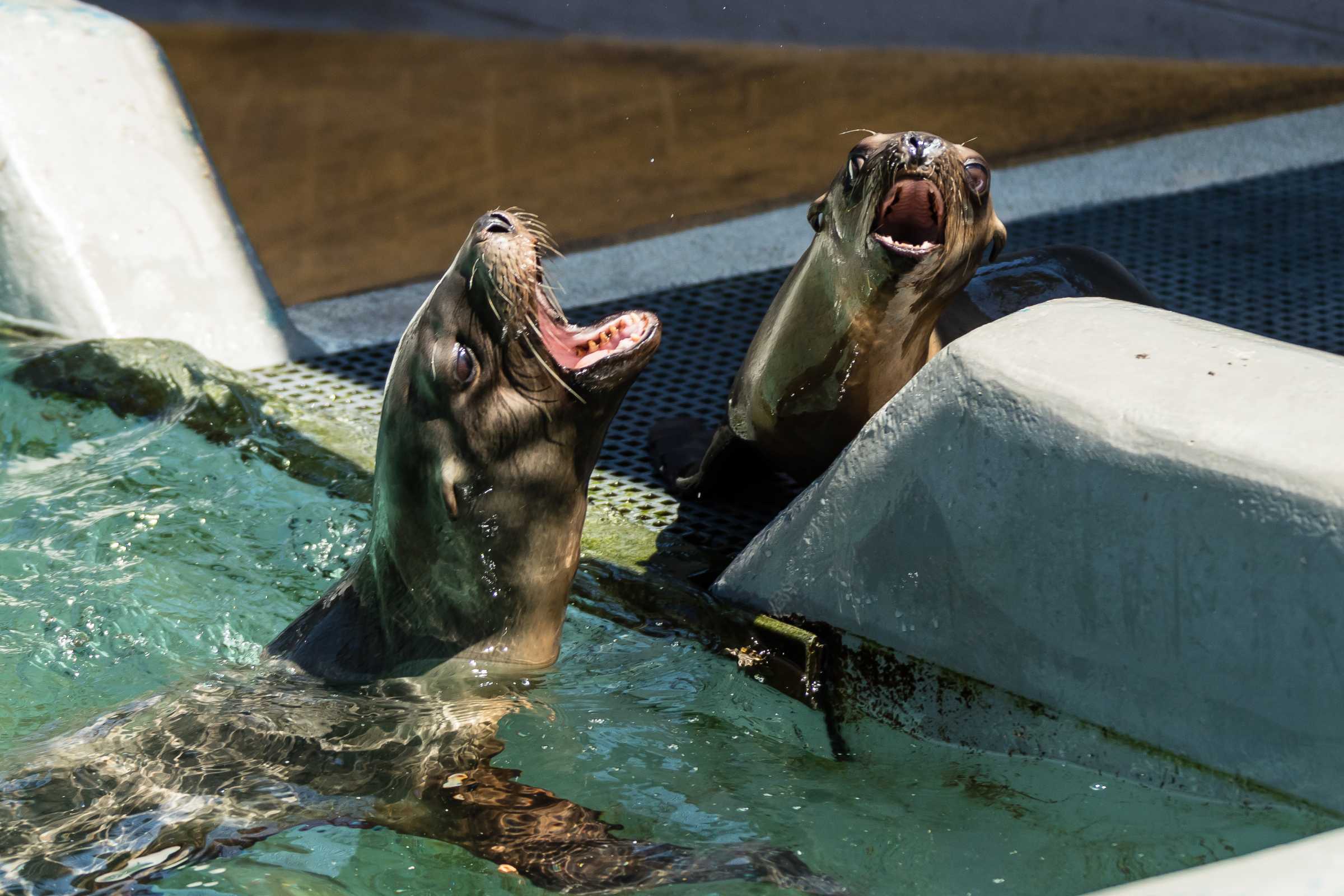 Multi-Phase Muscle Breakdown in California Sea Lions | The Marine ...