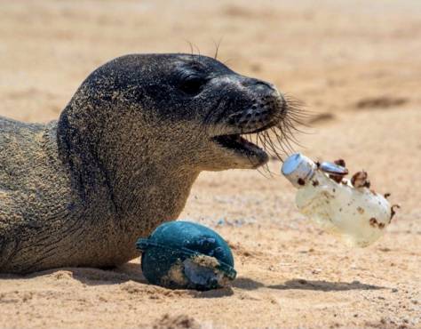 Marine Mammals and Plastics in the Ocean | The Marine Mammal Center