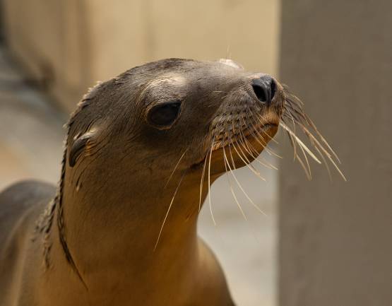 Smidgen | The Marine Mammal Center
