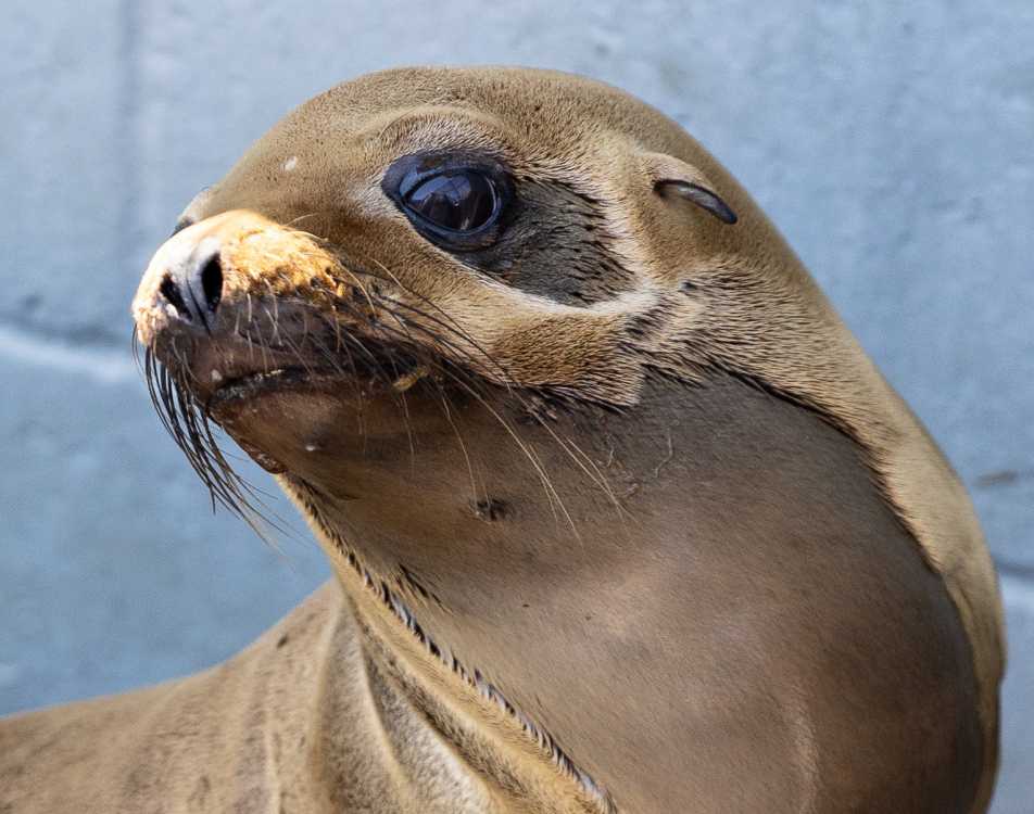 Renello | The Marine Mammal Center