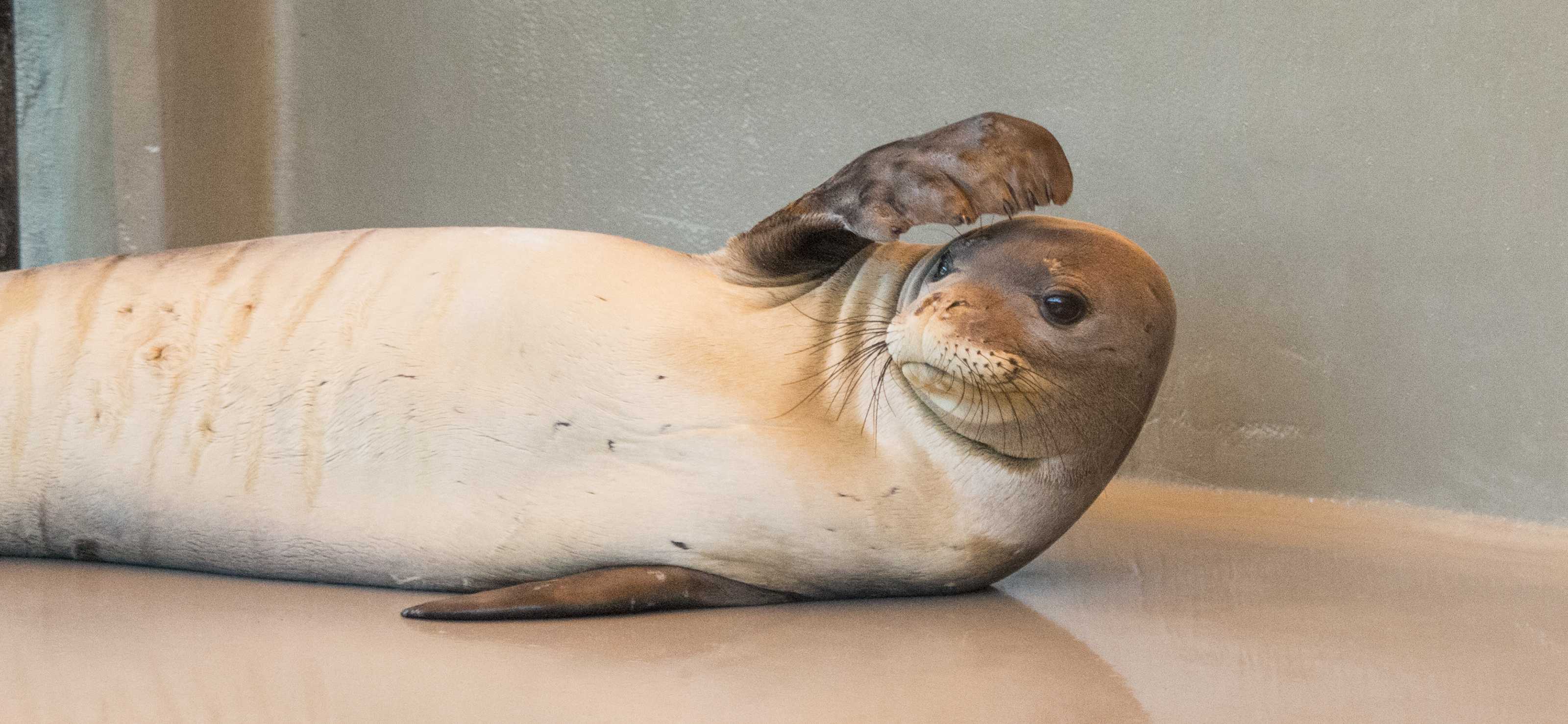 Say Aloha to `Awapuhi and Mililani | The Marine Mammal Center