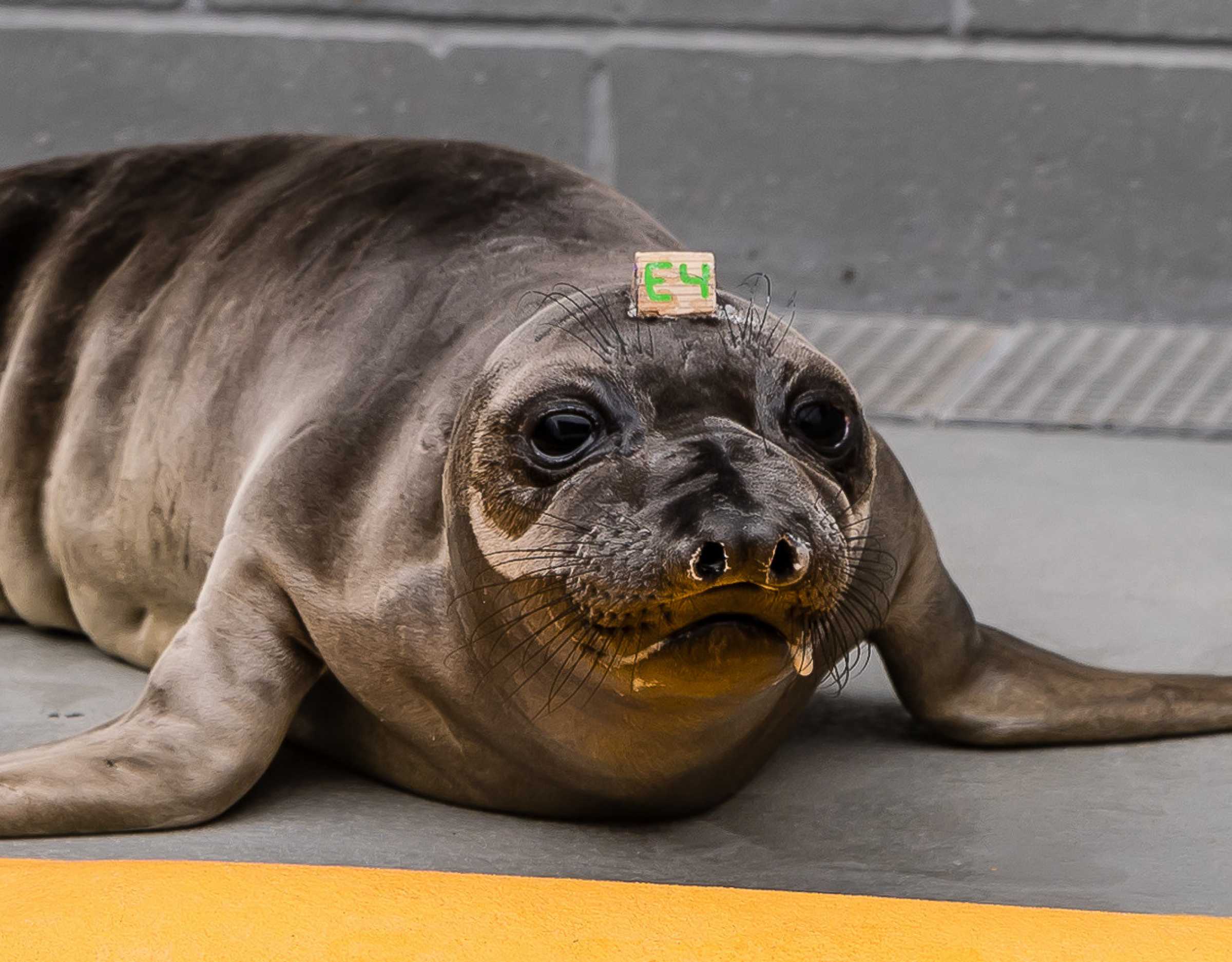 Hyacinth | The Marine Mammal Center