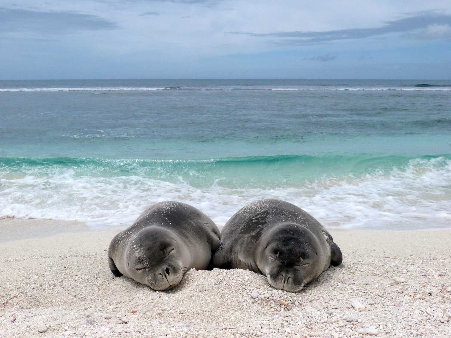 Hawaiian Monk Seal | The Marine Mammal Center