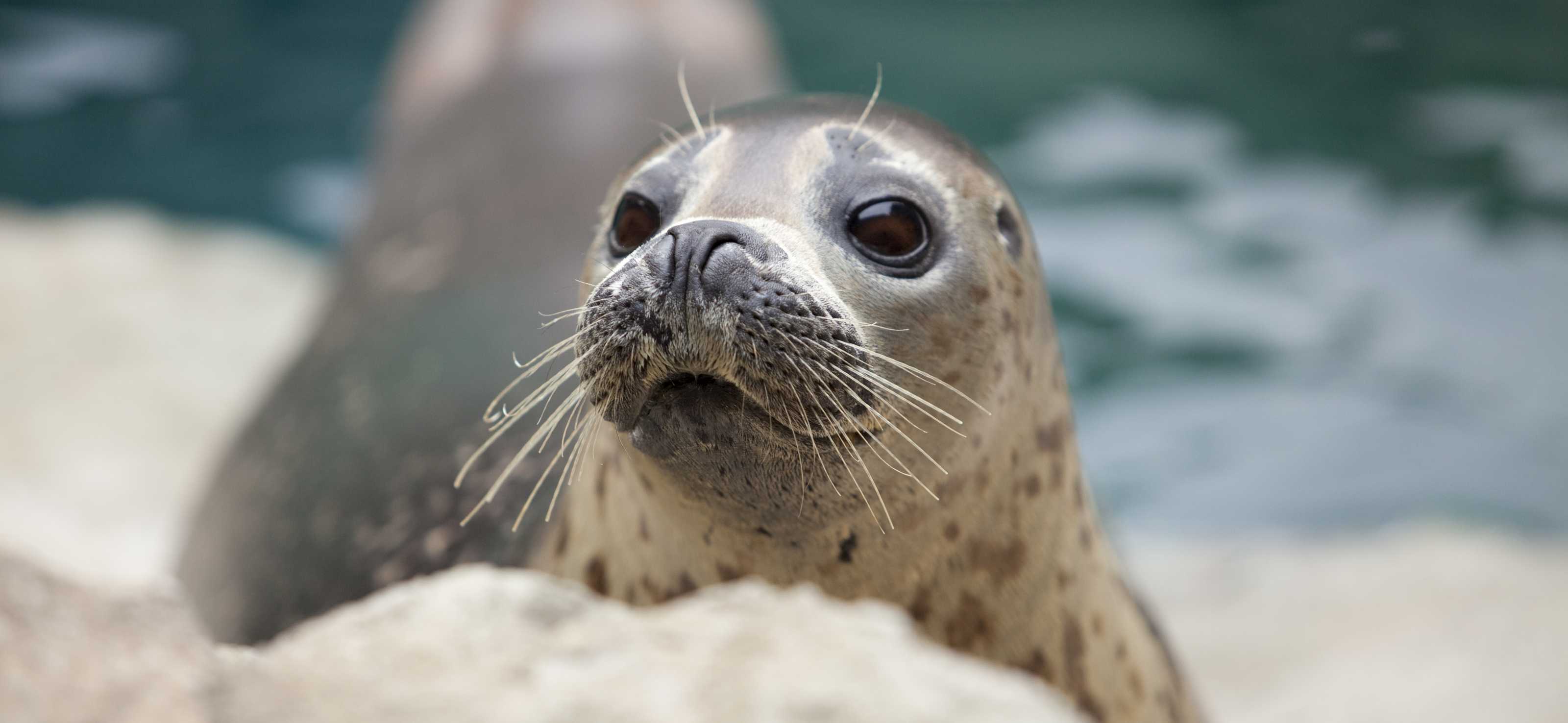 Pinnipeds | The Marine Mammal Center