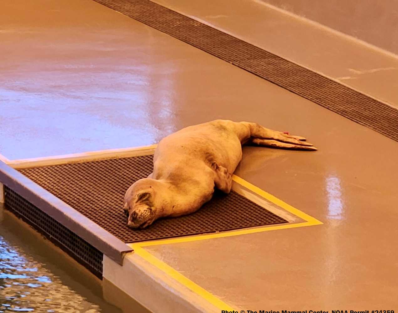 Endangered Hawaiian Monk Seal R8HA Receiving Life-Saving Care at The ...
