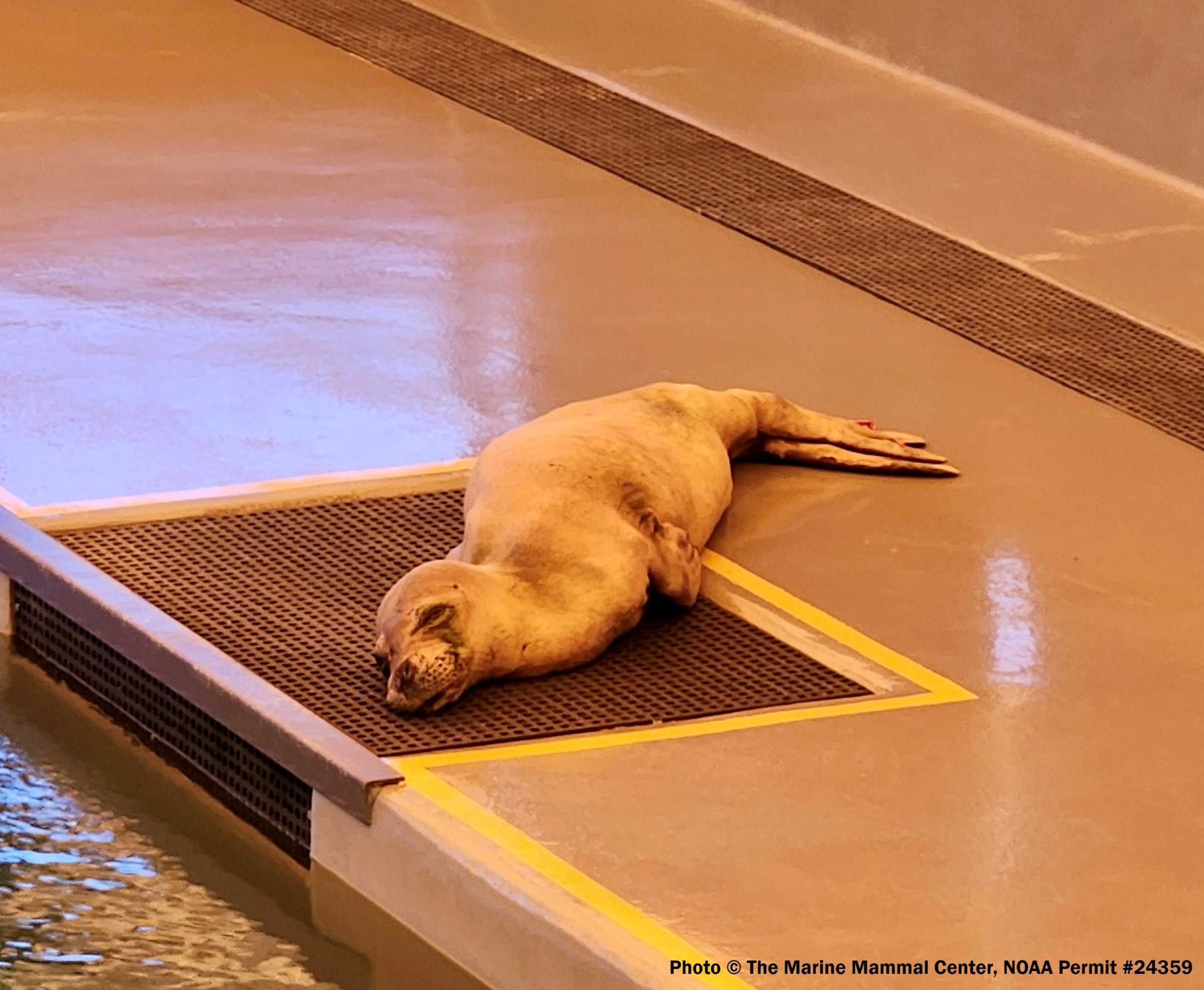 Endangered Hawaiian Monk Seal R8HA Receiving Life-Saving Care at The ...