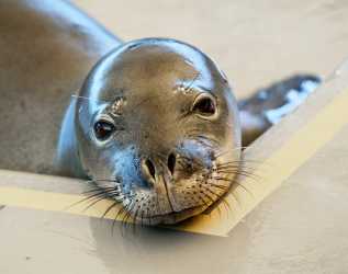 RK58 | The Marine Mammal Center