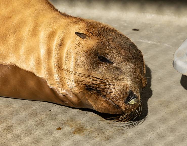 Tako | The Marine Mammal Center