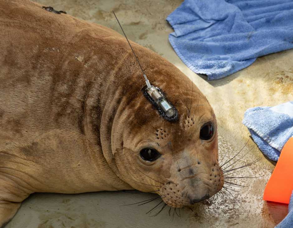 Adaptations of the Deep: Seal Whiskers and Eyes | The Marine Mammal Center