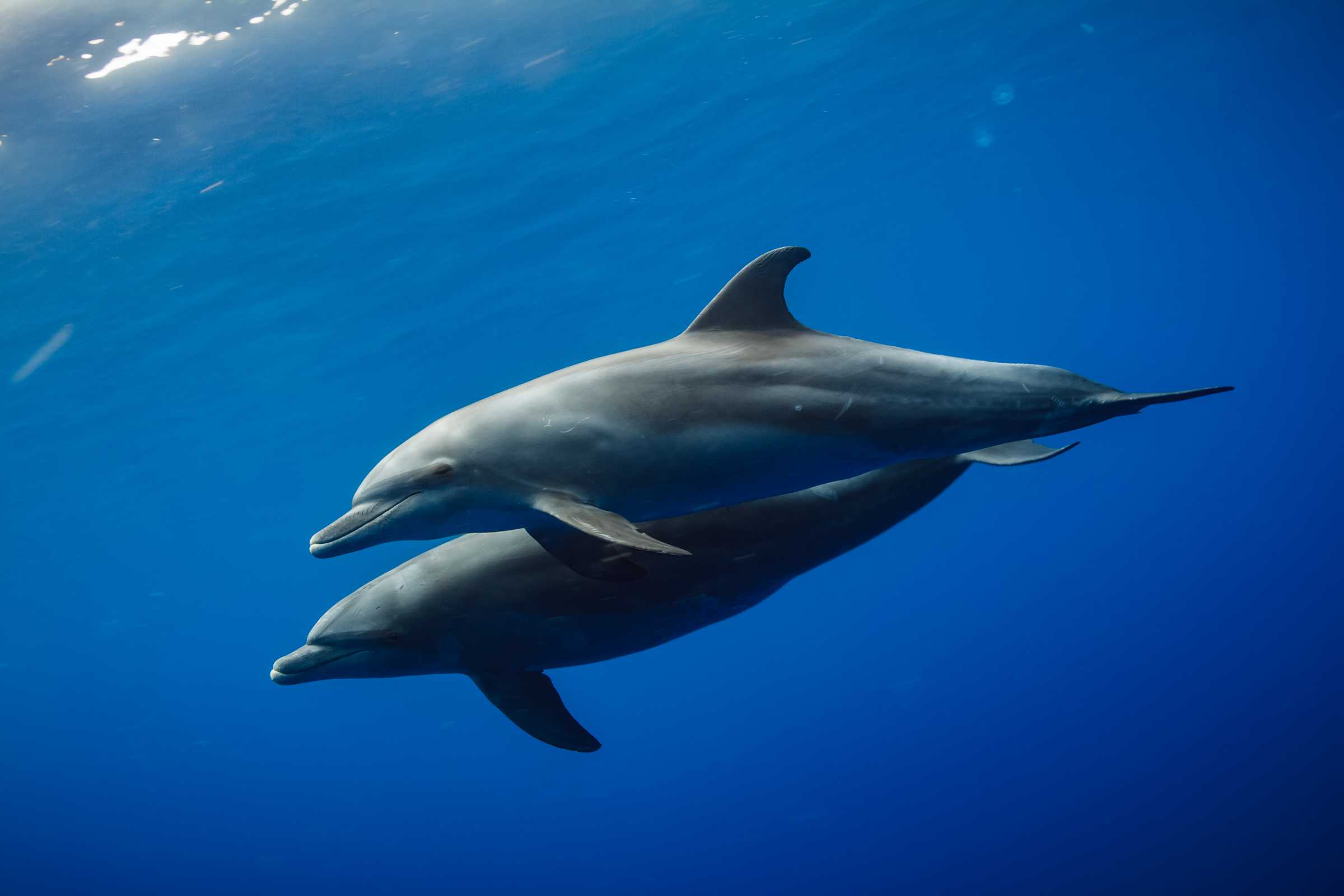 Common Bottlenose Dolphin | The Marine Mammal Center